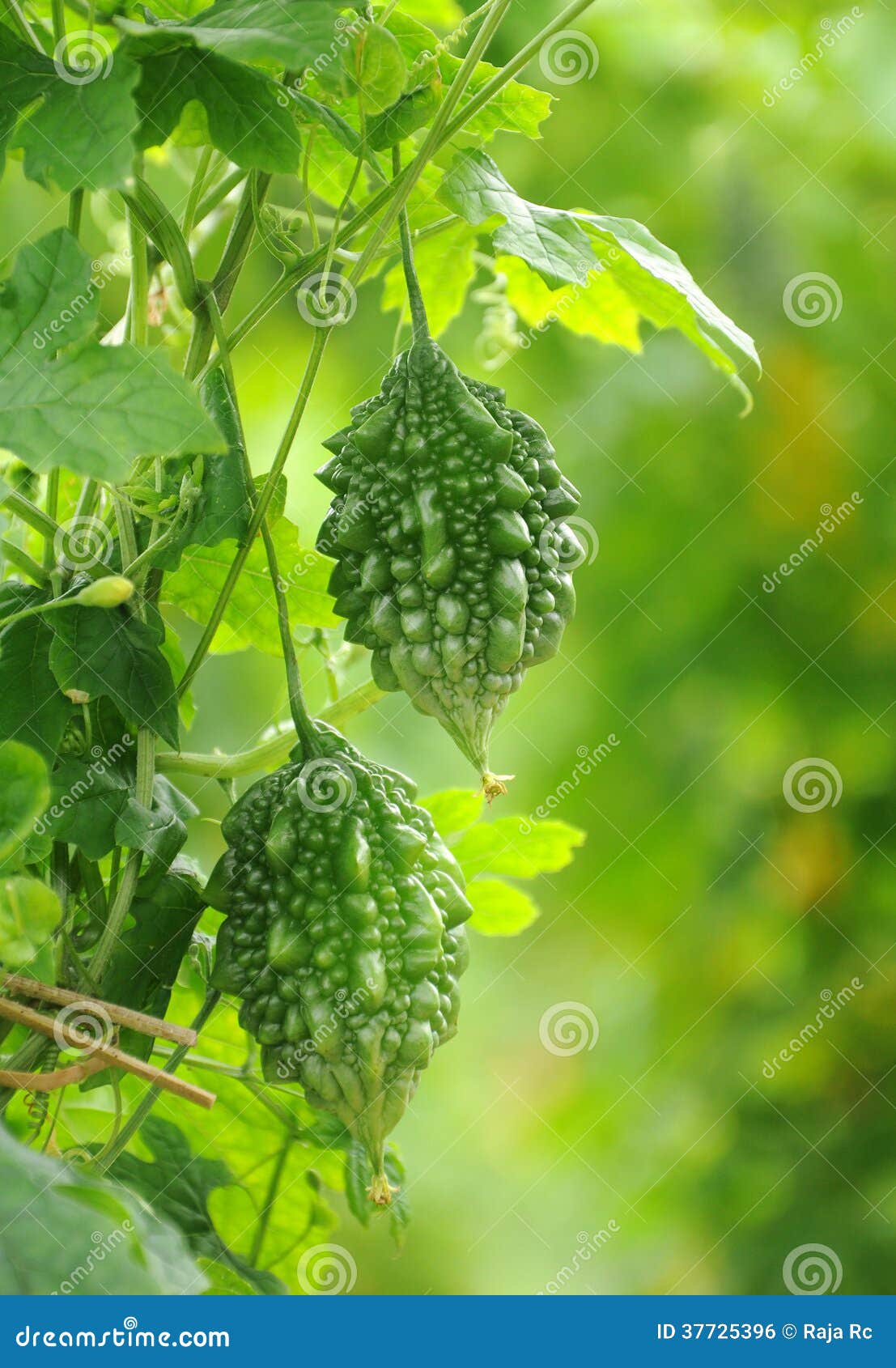 Bitter gourd stock photo. Image of market, cooking, ingredient - 37725396