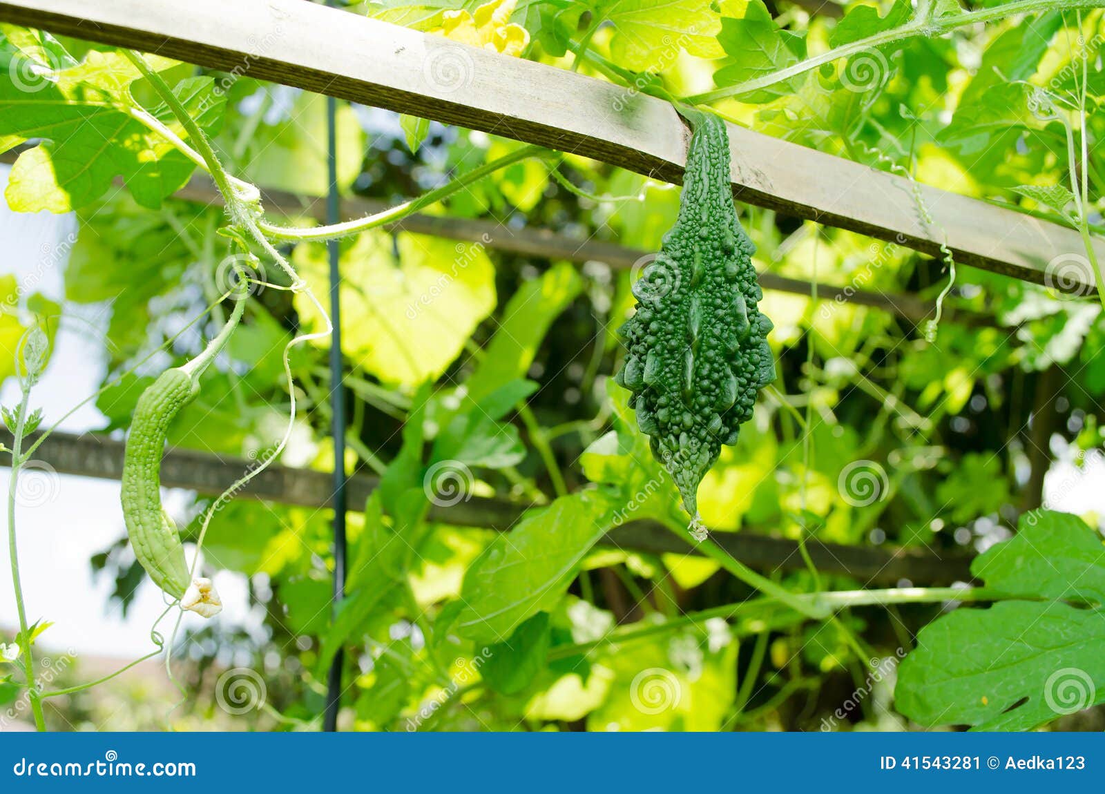 Bitter gourd field stock image. Image of field, asia - 41543281