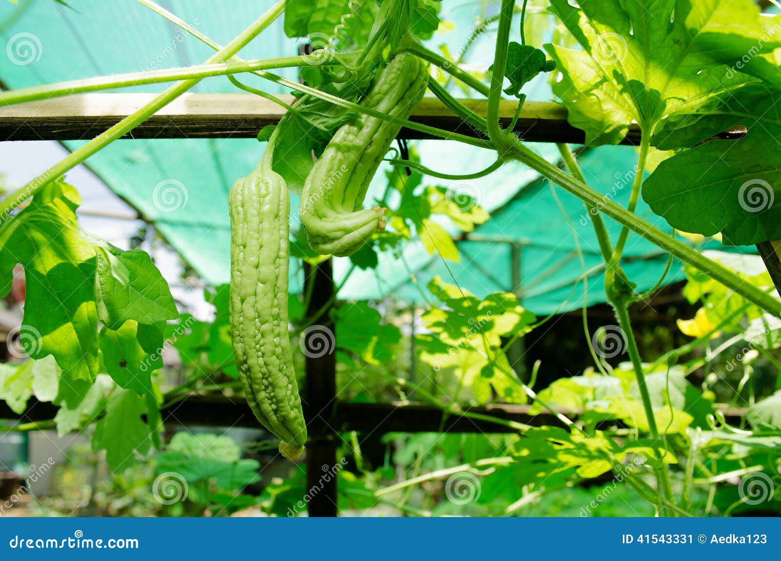 Bitter Gourd Field Stock Photos - Download 346 Royalty Free Photos