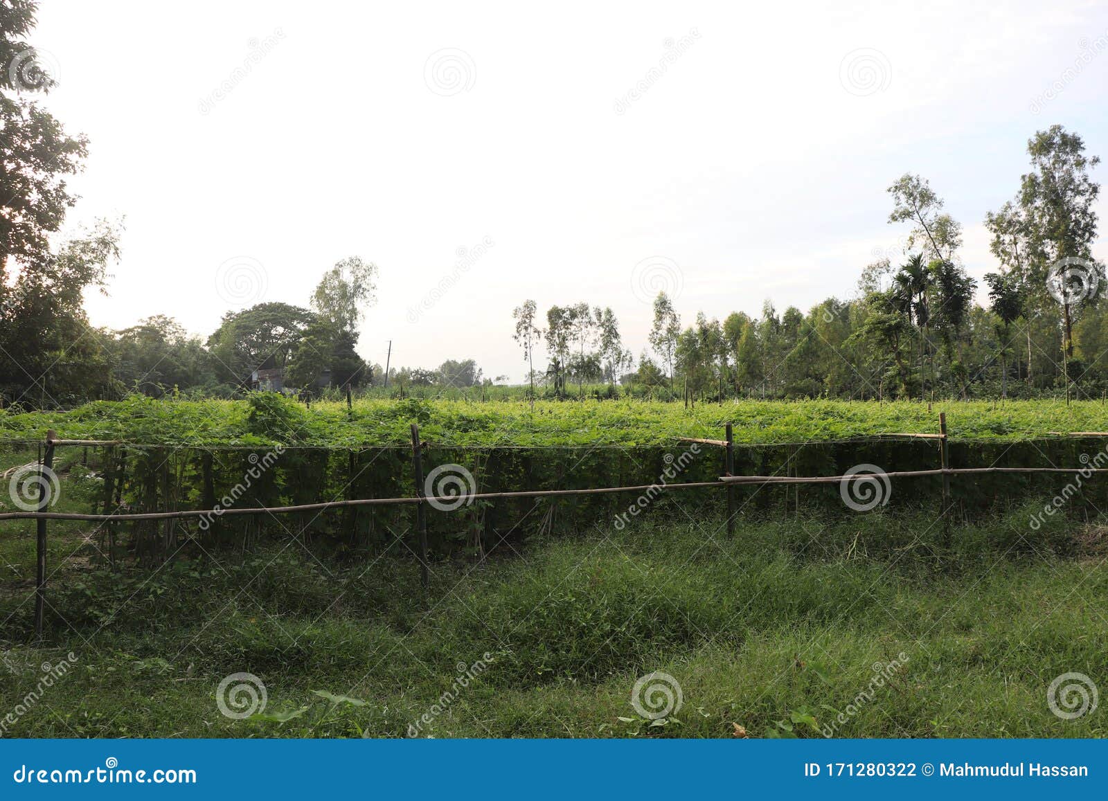 Bitter Gourd Field and Sky. Green Bitter Gourd Field Stock Photo ...