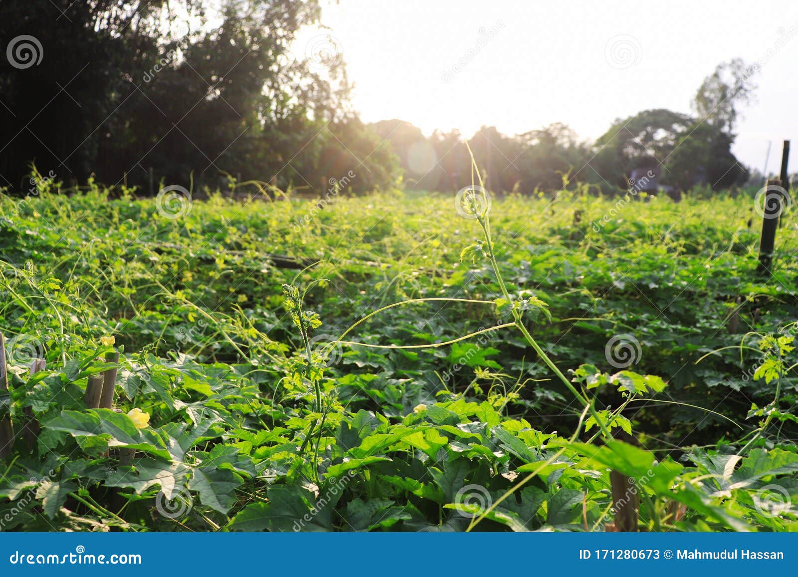 Bitter Gourd Field and Sky. Green Bitter Gourd Field Stock Image ...