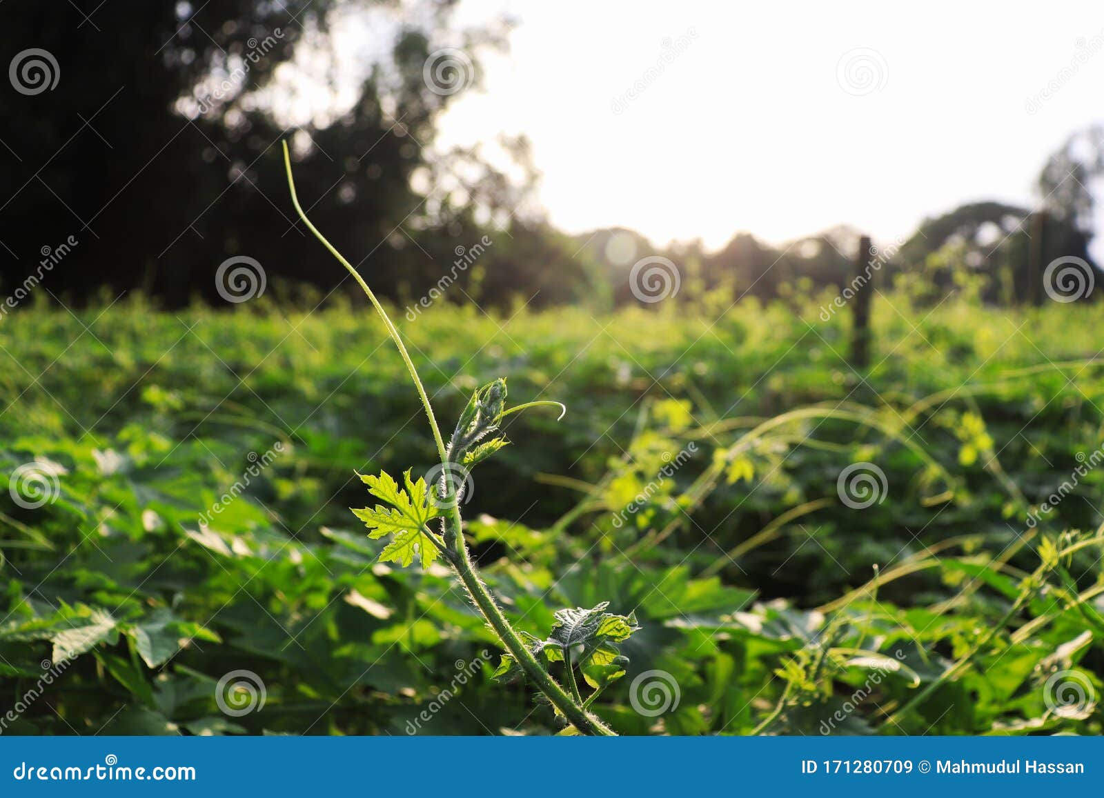 Bitter Gourd Field and Sky. Green Bitter Gourd Field Stock Image ...