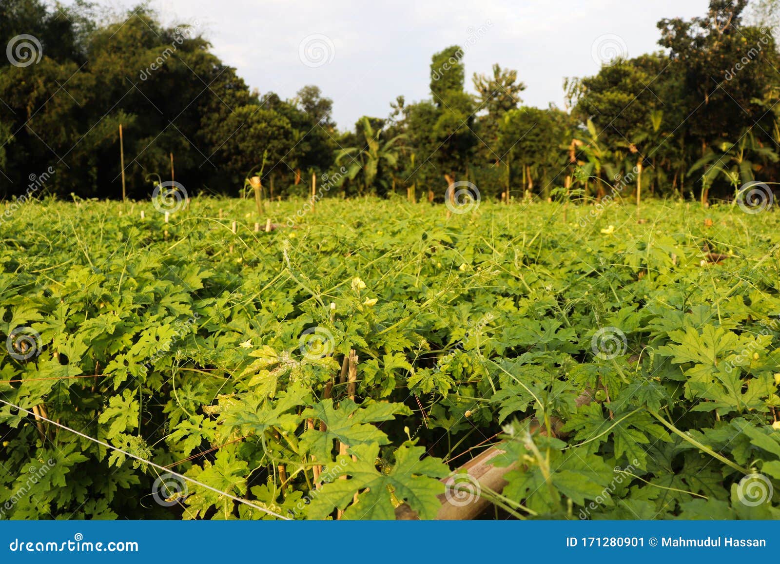 Bitter Gourd Field and Sky. Green Bitter Gourd Field Stock Image ...