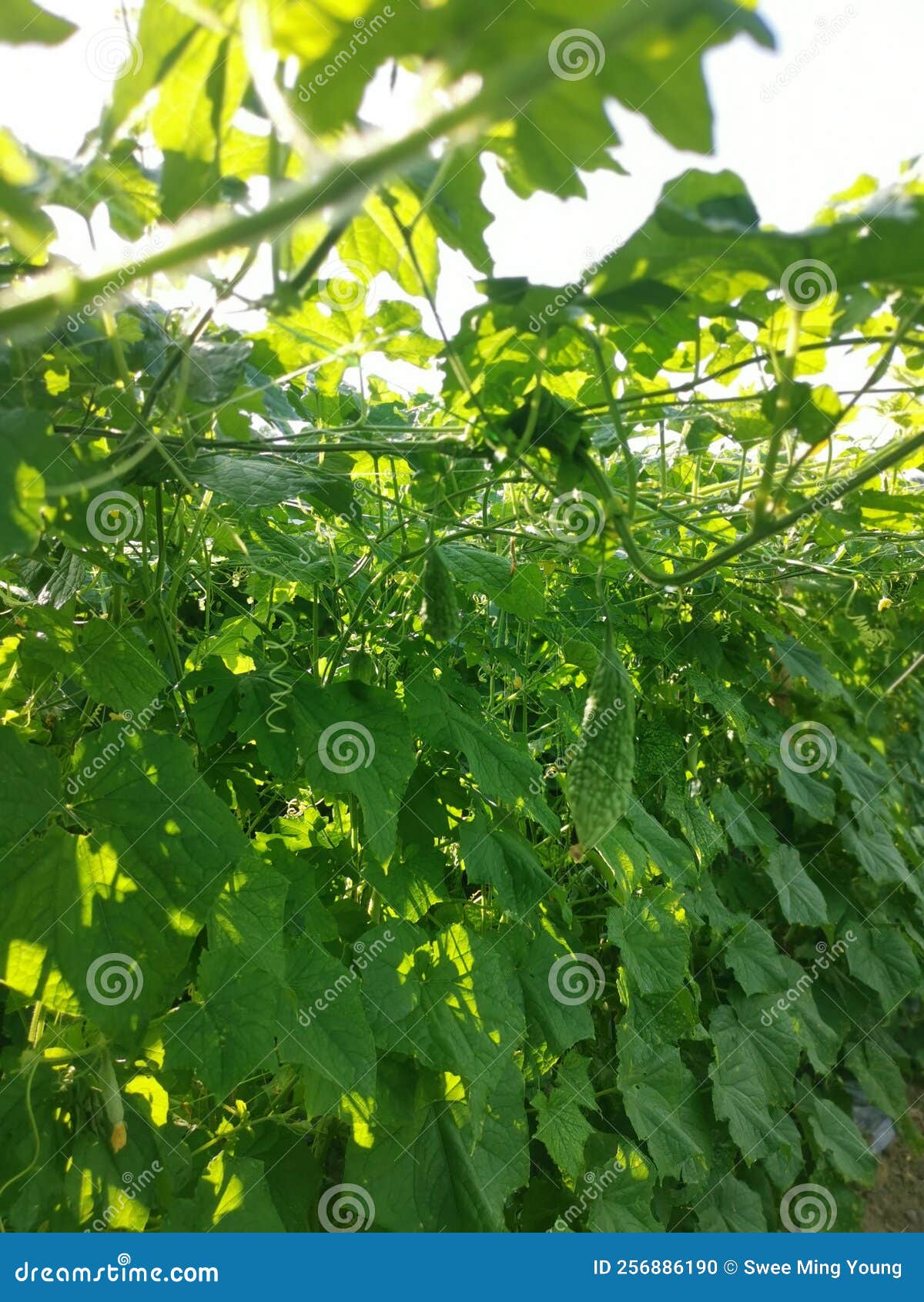 Bitter Gourd Growing on the Stem of the Vine Plant Stock Photo - Image ...