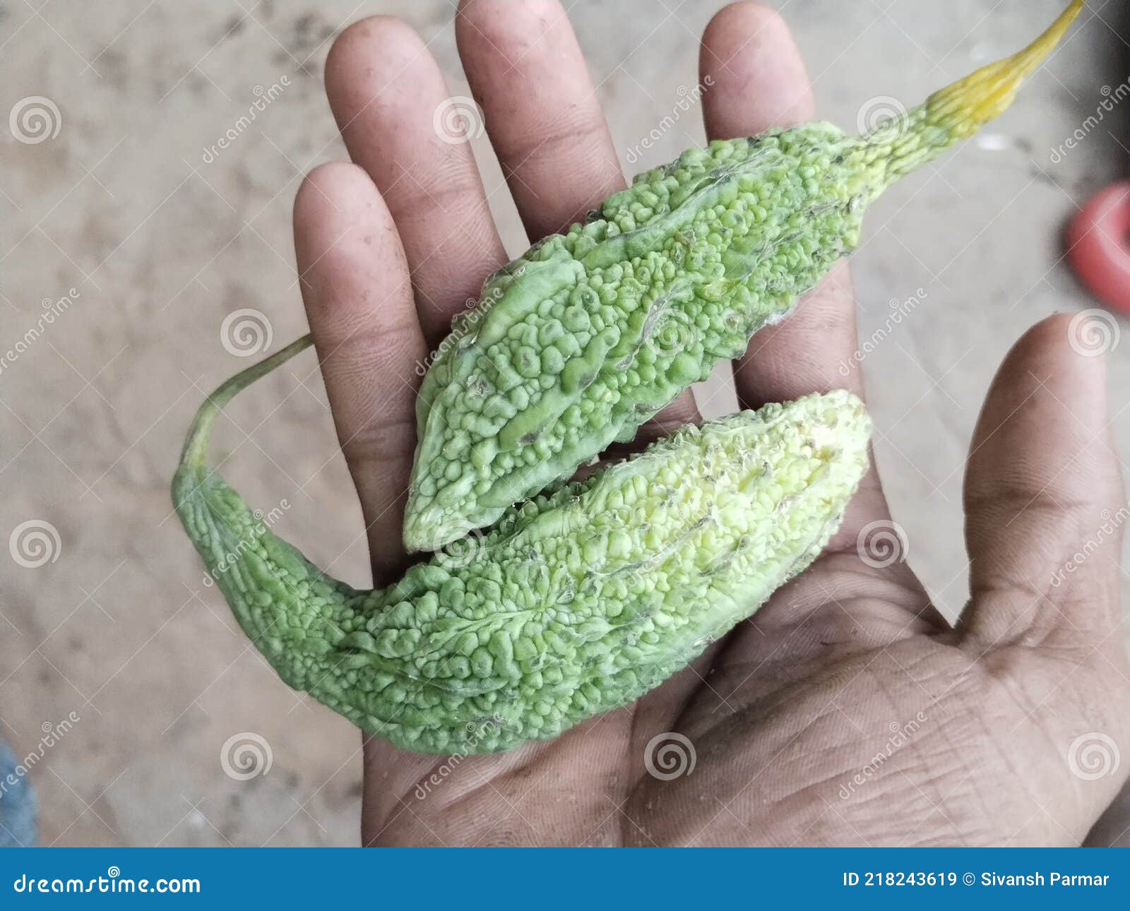 Bitter gourd and hand stock image. Image of hand, gourd - 218243619