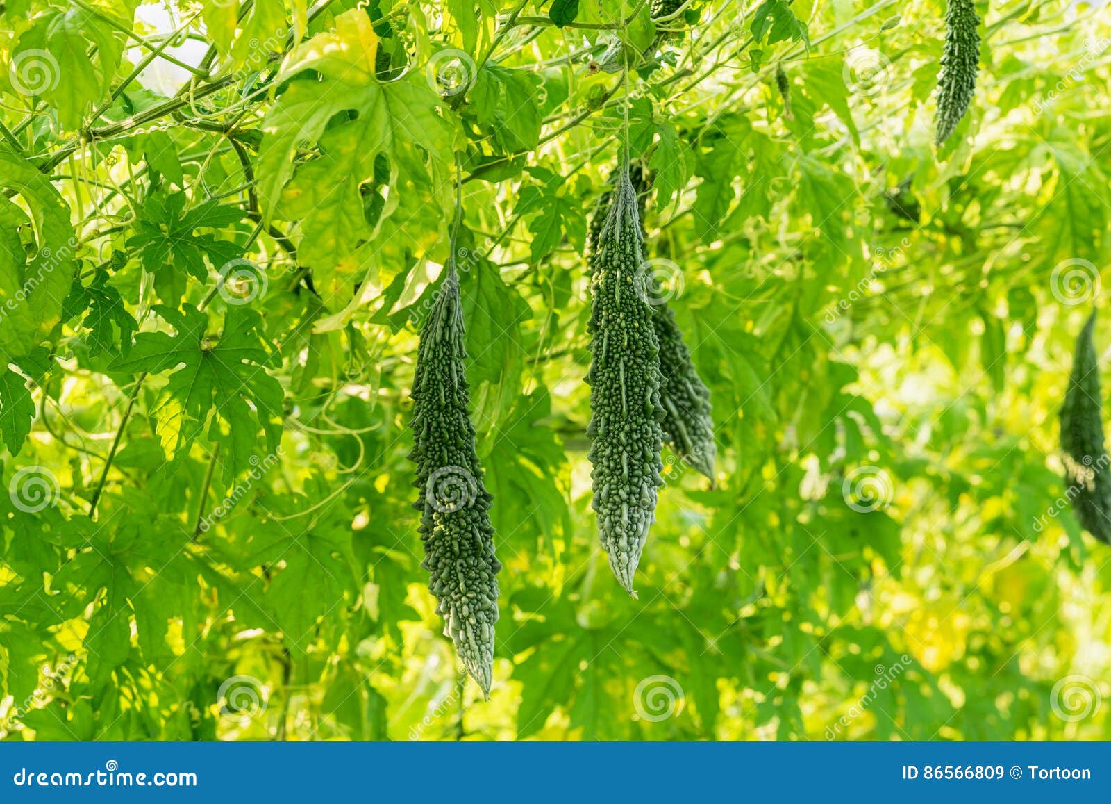 Bitter Gourd Hanging on a Vine in Field Garden Stock Image - Image of ...
