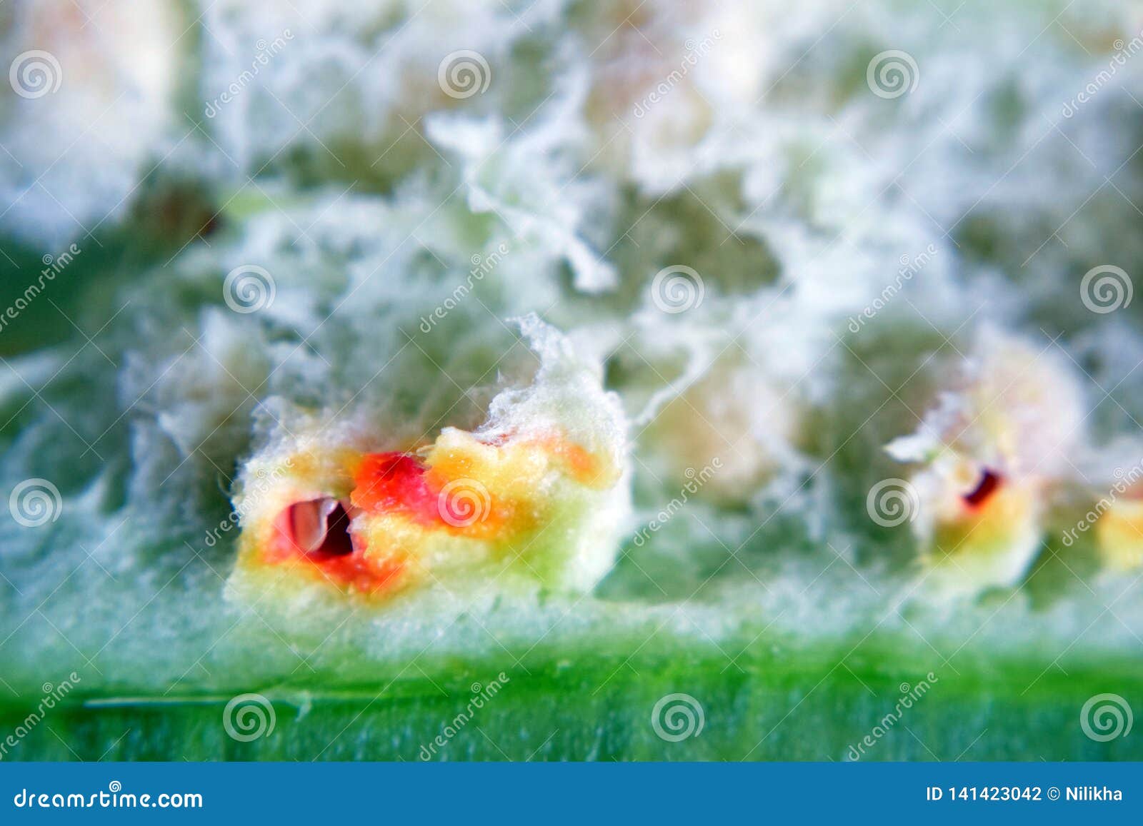 Bitter gourd inside stock photo. Image of macro, edible - 141423042