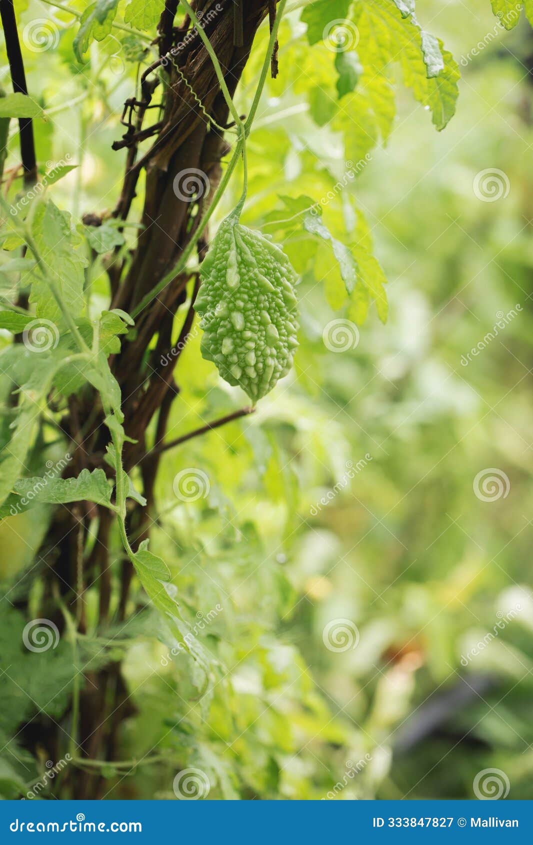 Bitter Gourd, Bitter Melon in Garden Stock Image - Image of nature ...