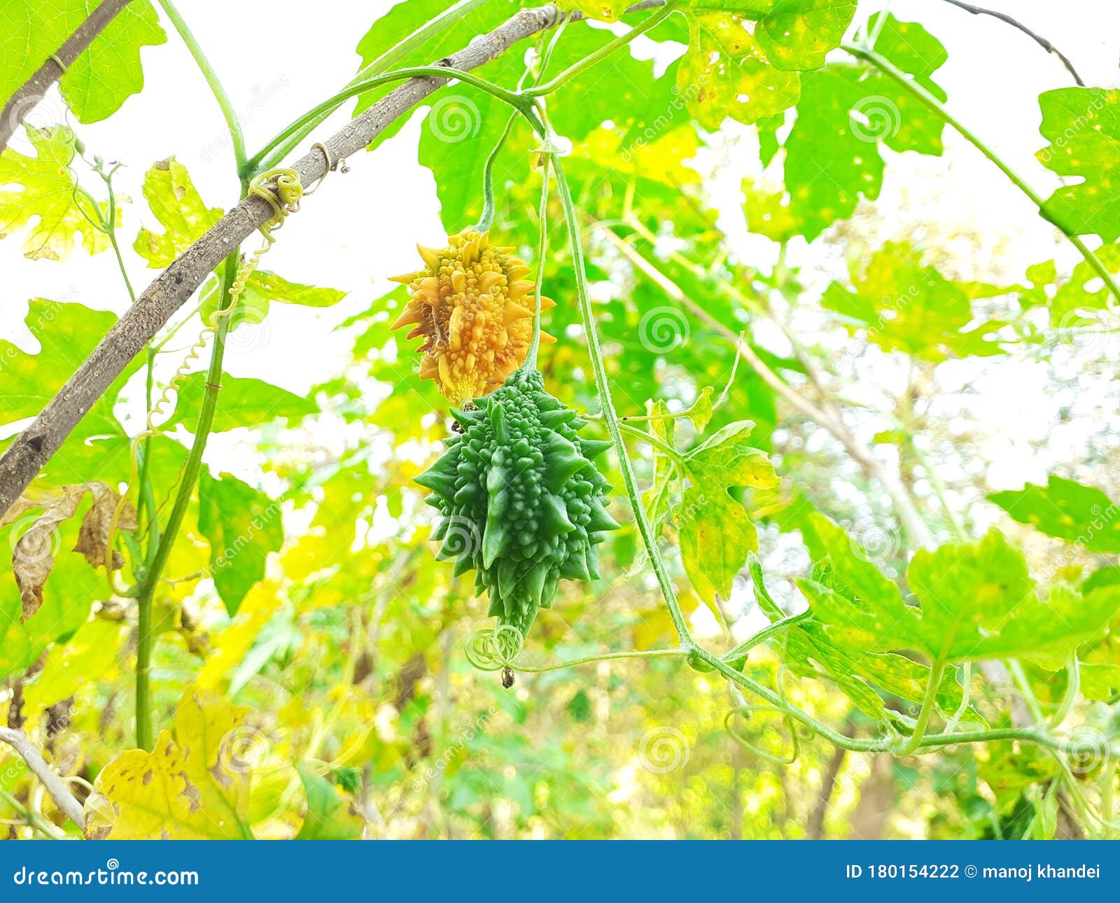 Bitter Gourd @ Bitter Melon Ripened Stock Photo - Image of gourd ...