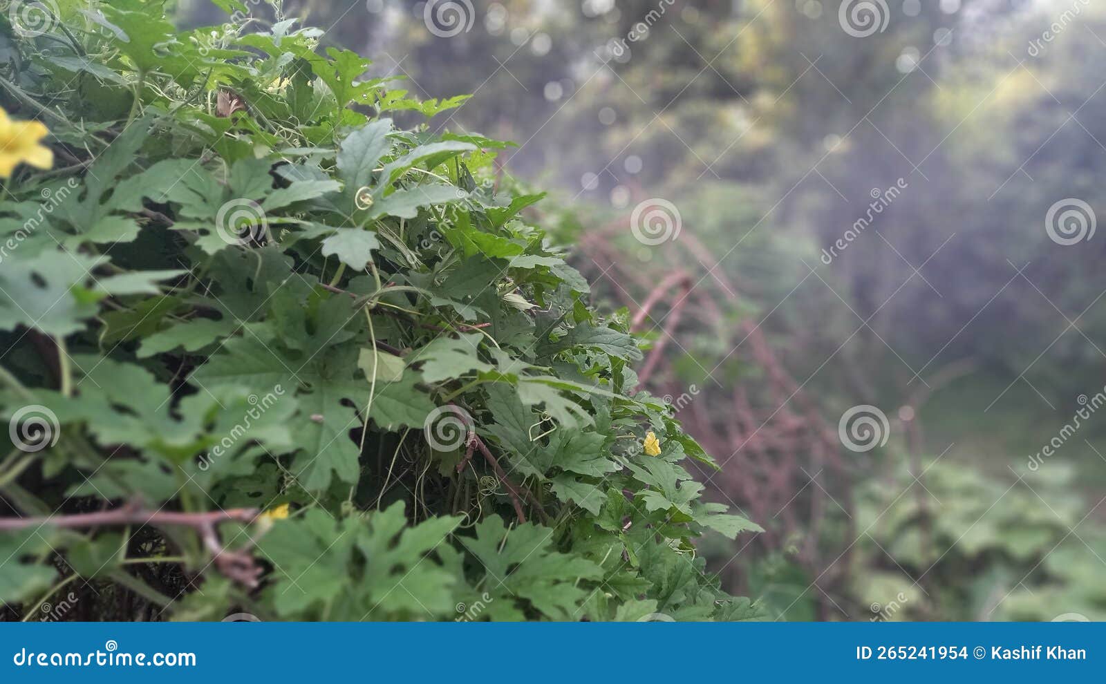 Bitter Gourd Plant Tree with Flowers Stock Photo - Image of woodland ...