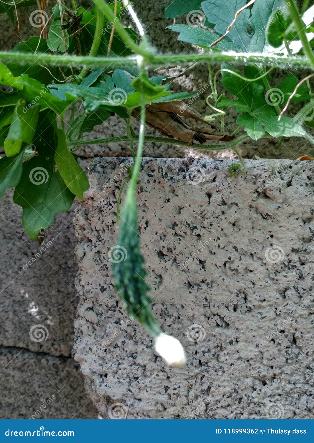Bitter gourd stock photo. Image of nature, bitter, small - 118999362