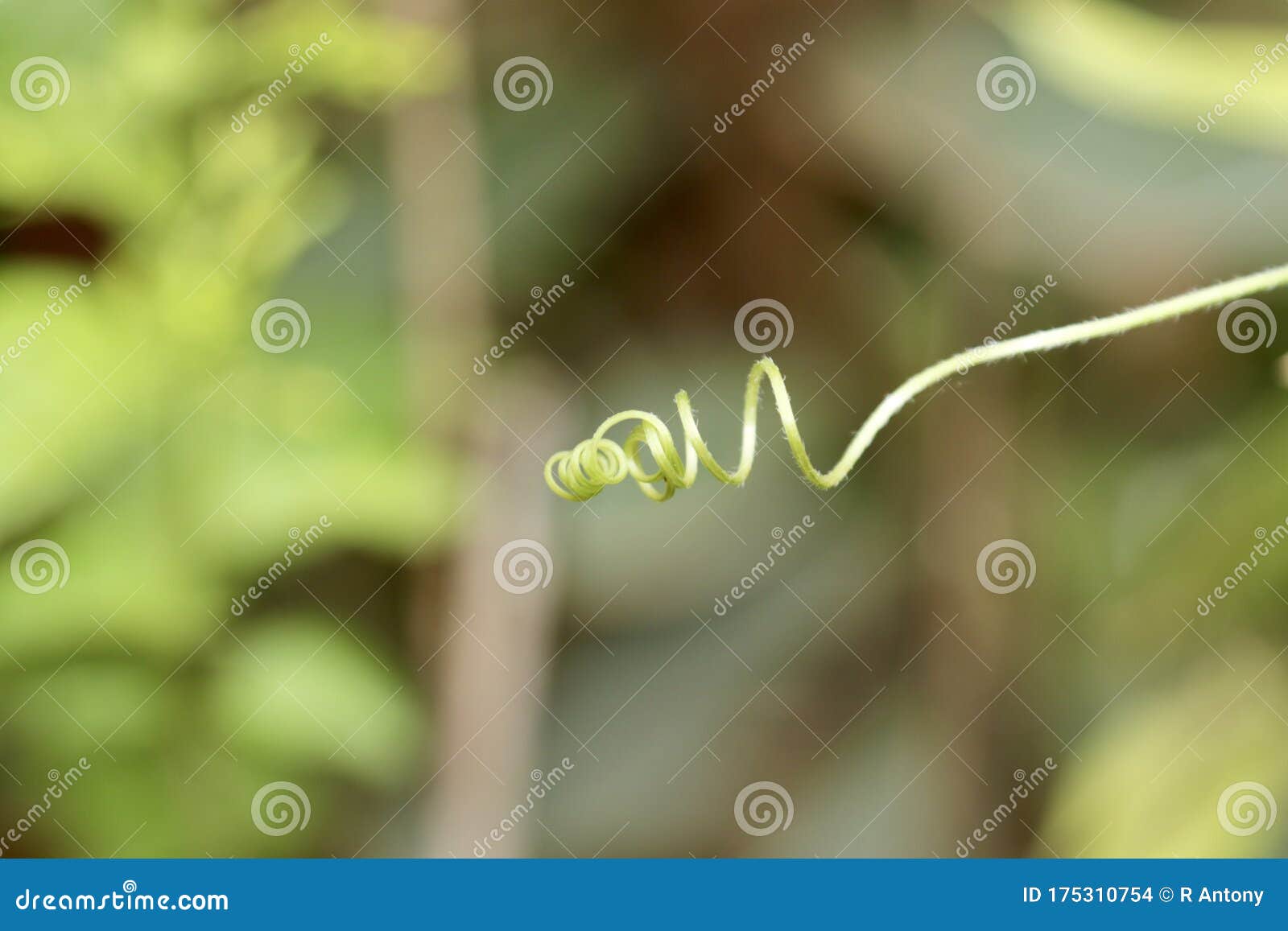 Bitter Gourd Tangled Spring Roll Stock Photo - Image of tangled, gourd ...