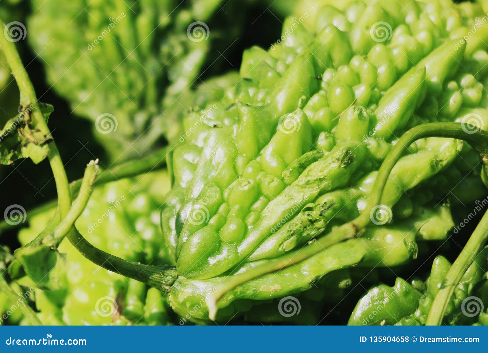 Bitter Gourd Vegetables are Good Sources of Nutrition Stock Photo ...