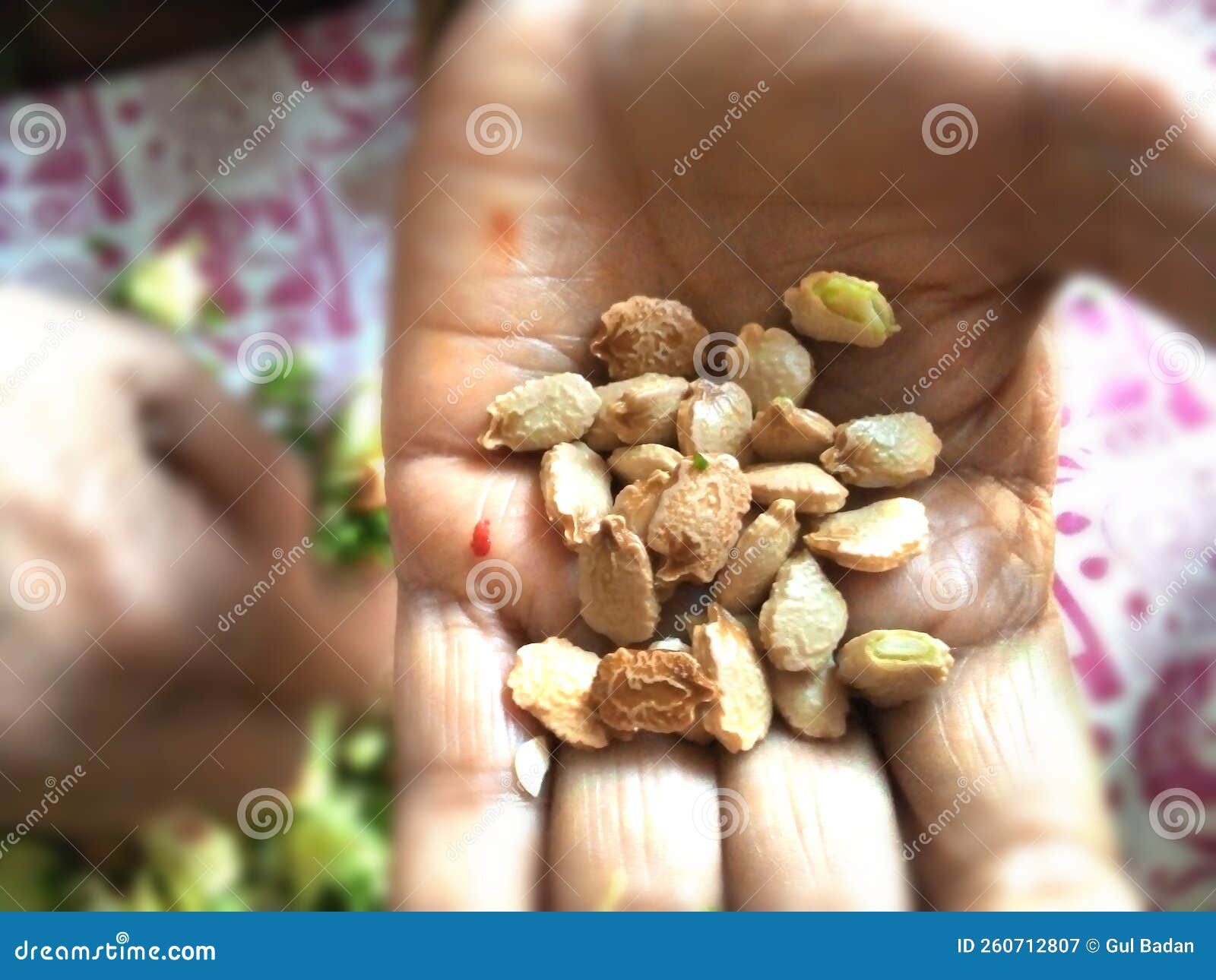 Bitter Ground Seeds Images Picture Stock Image - Image of cuisine ...
