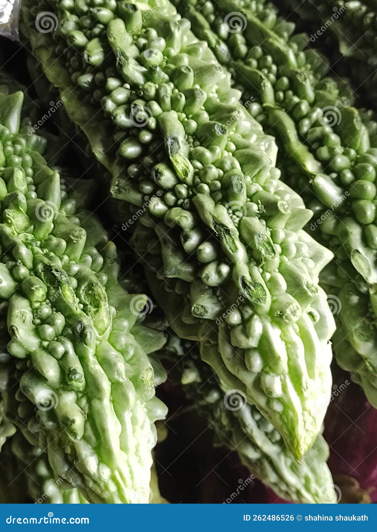 Bitter Guard Crop Stock Photos - Free & Royalty-Free Stock Photos from ...