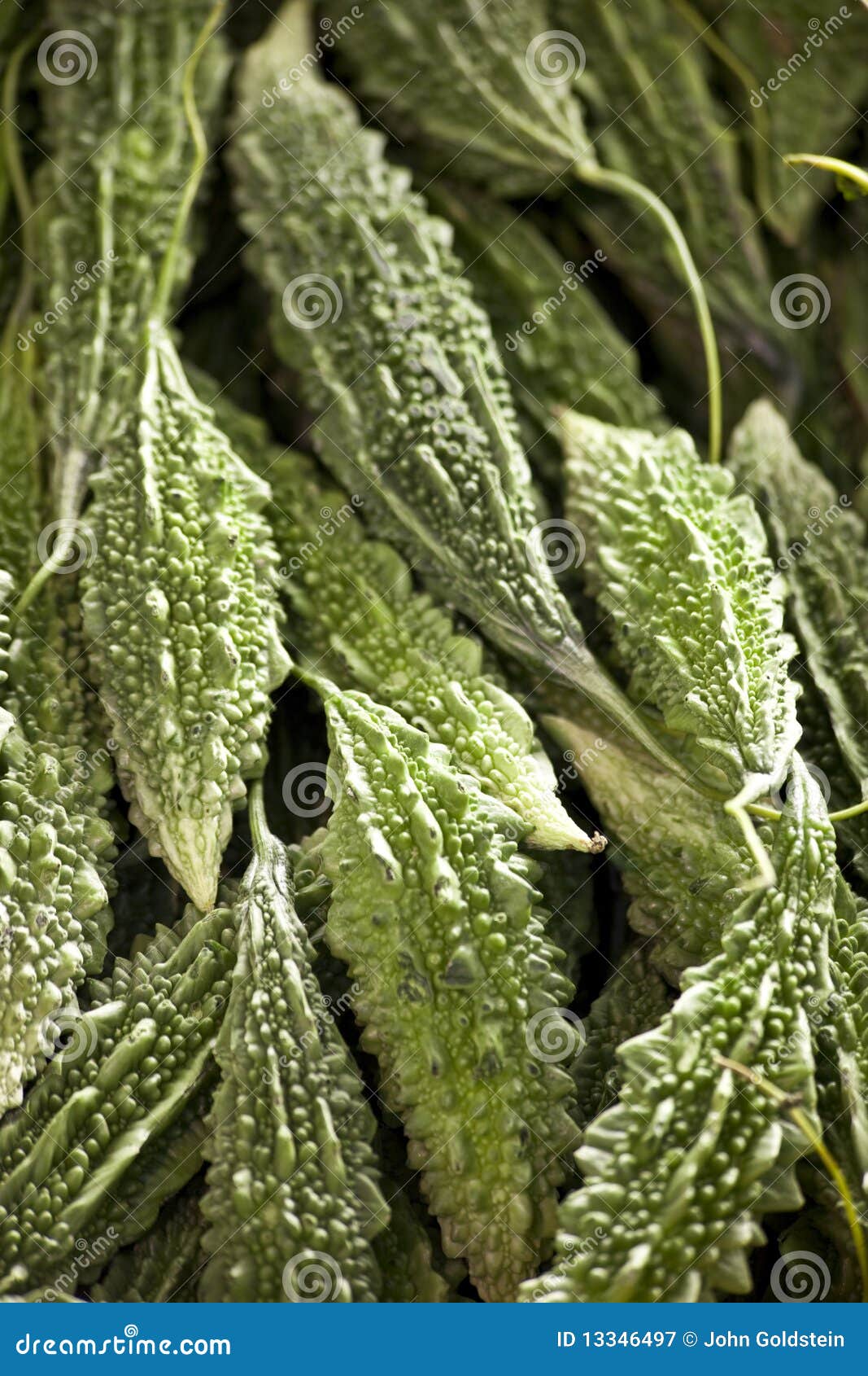 Bitter Karela Gourds on Display Stock Image - Image of agriculture ...