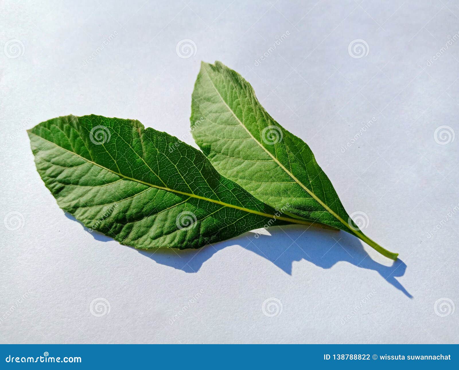 Bitter Leave on White Background Stock Photo - Image of food ...