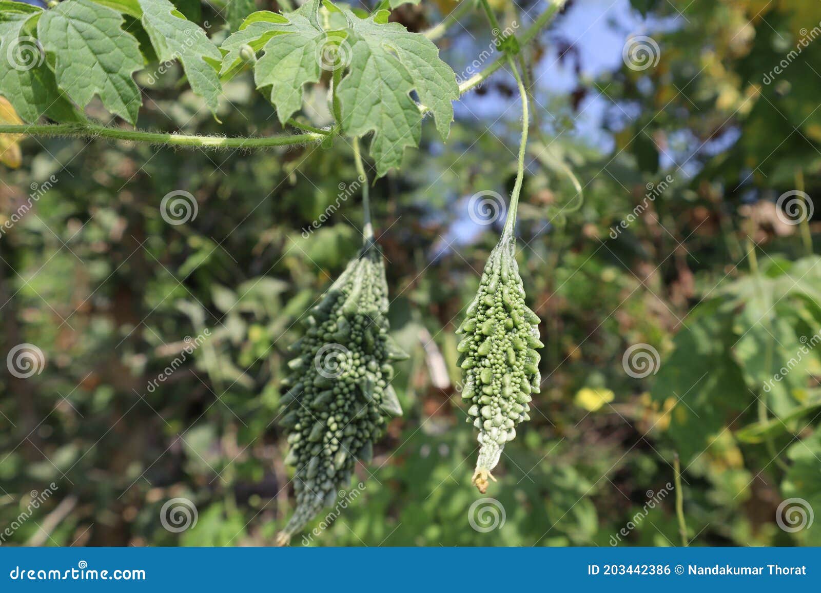 This is the Bitter Lemon Fruit Stock Photo - Image of leaf, frui: 203442386