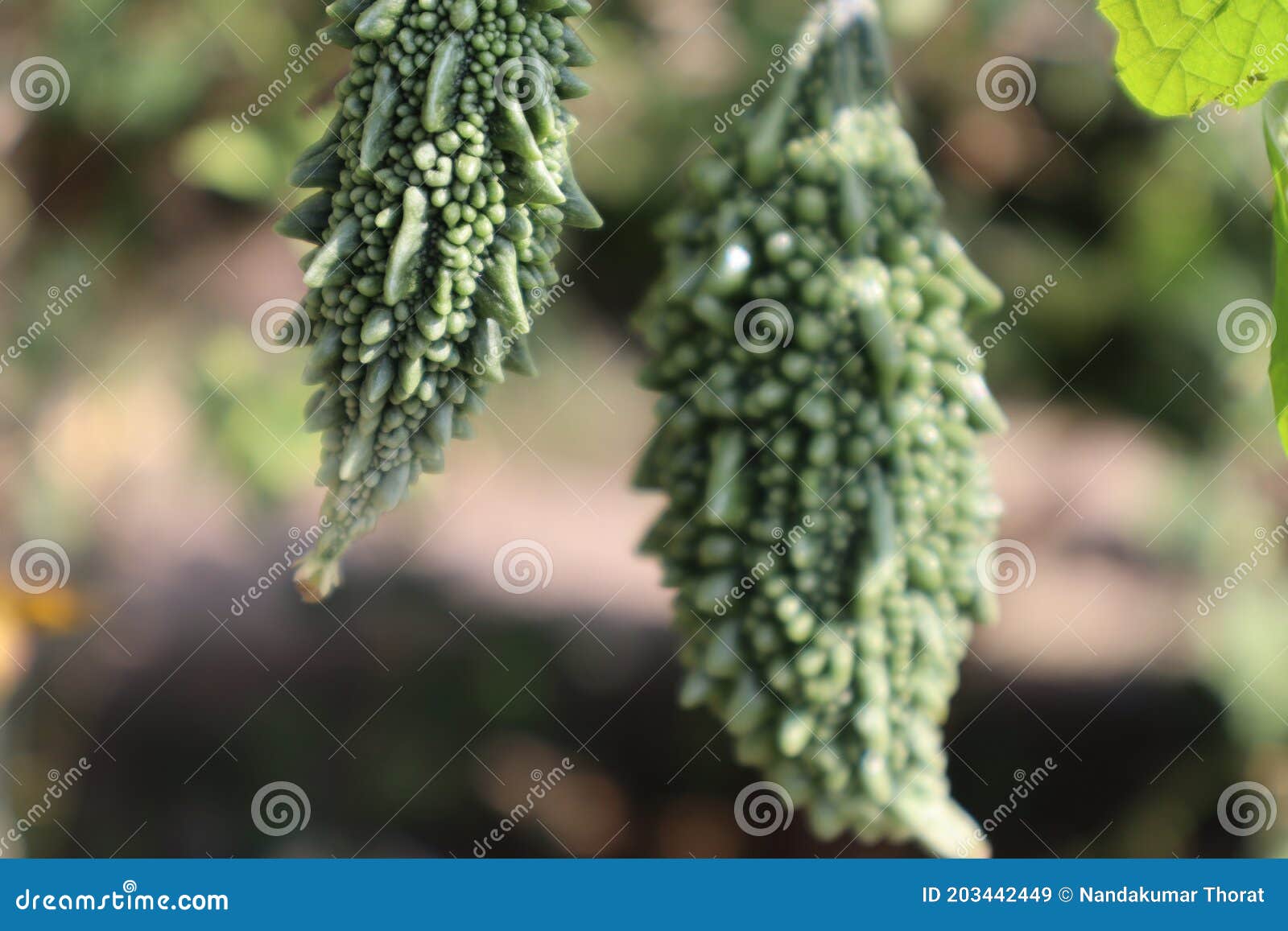 This is a Bitter Lemon Fruit Stock Image - Image of vegetable, plant ...