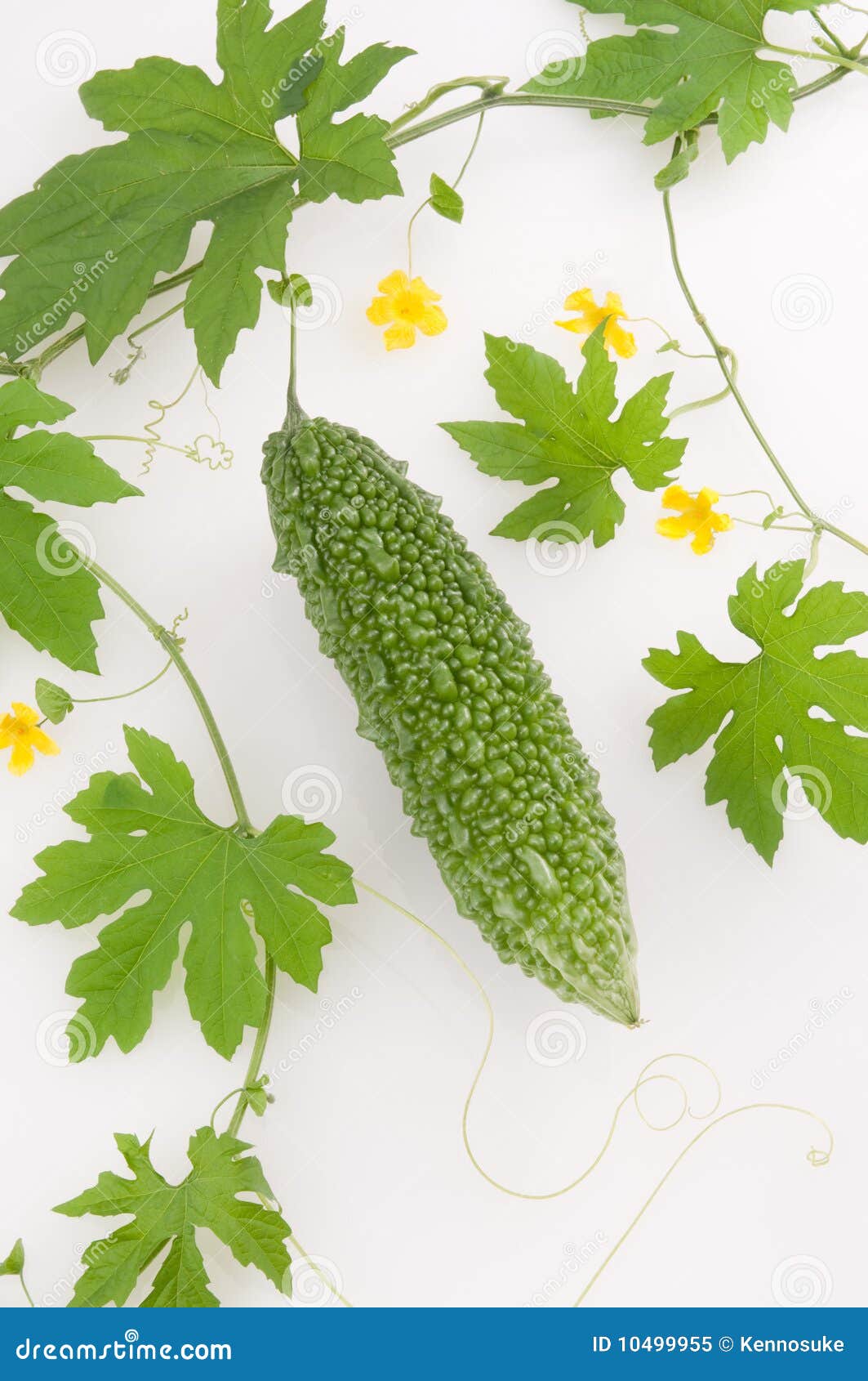 Bitter melon stock image. Image of bitter, flower, vitamin - 10499955