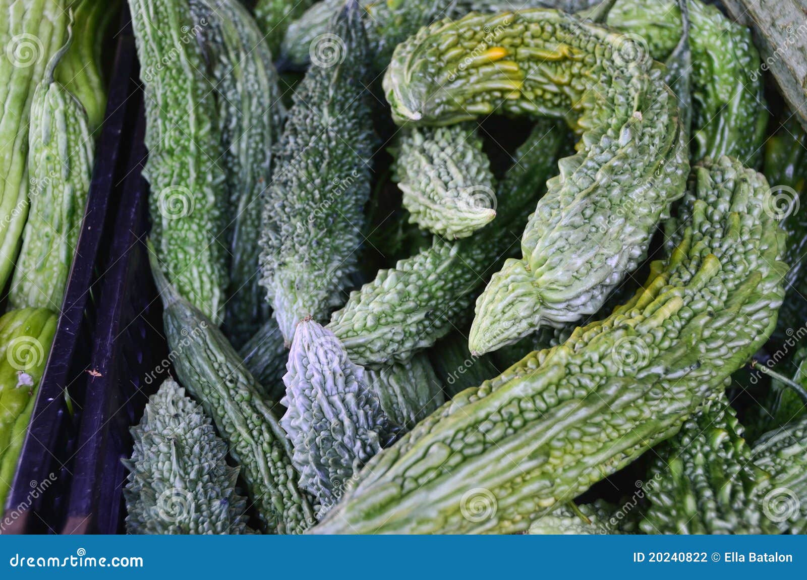 Bitter Melon, Vertical View. Beautiful Nature Background. Orange ...