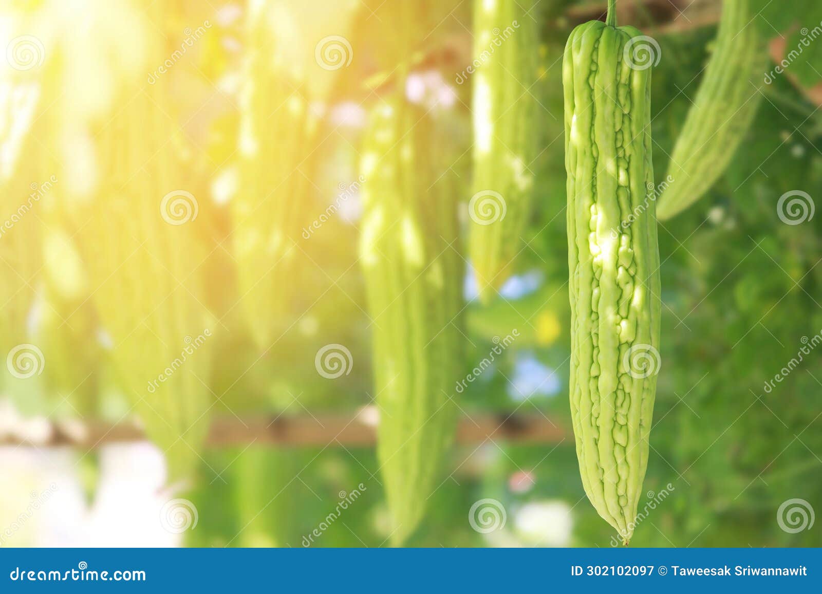 Bitter Melon, Chinese Gourd Fruit Hanging on Vine Stock Image - Image ...