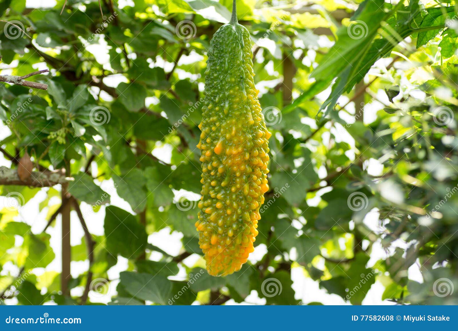 Bitter melon on farm stock photo. Image of vegetable - 77582608