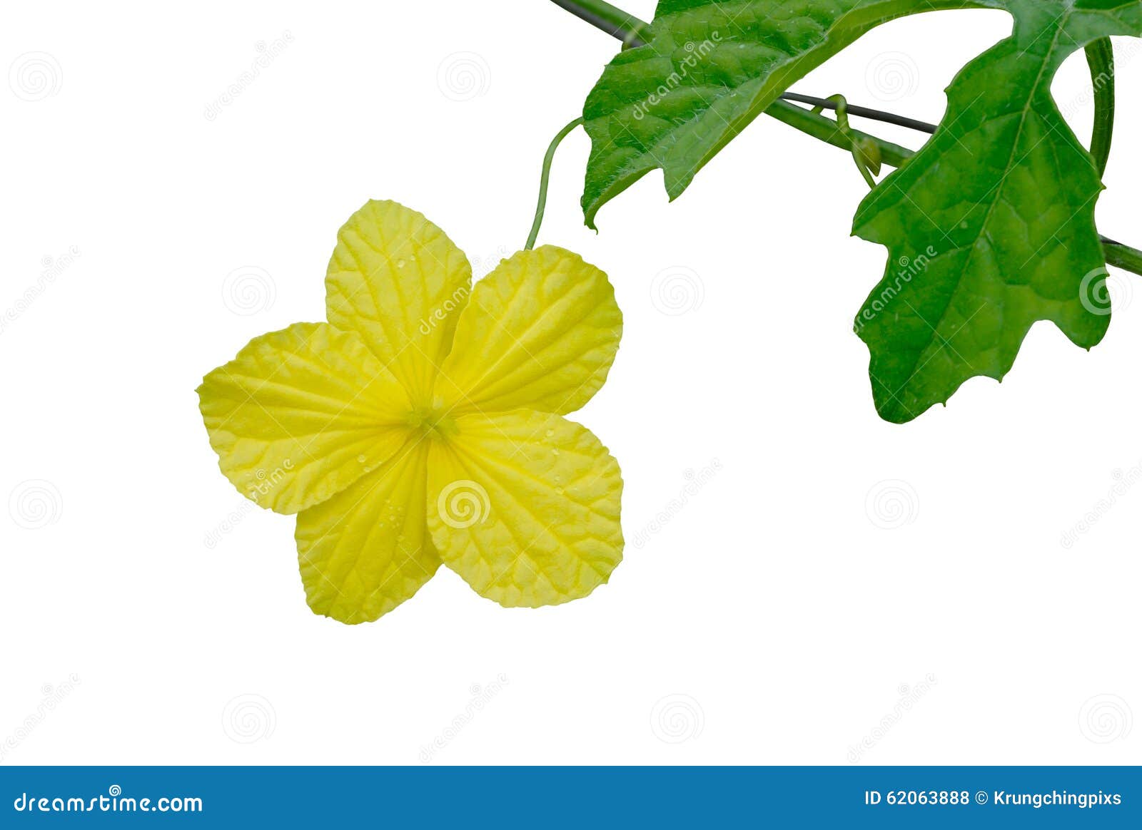 Bitter melon flower stock photo. Image of natural, nature - 62063888