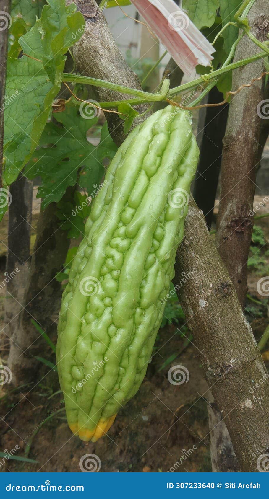 Bitter Melon Fruit, Indonesian Vegetables, Bitter Taste, Including ...