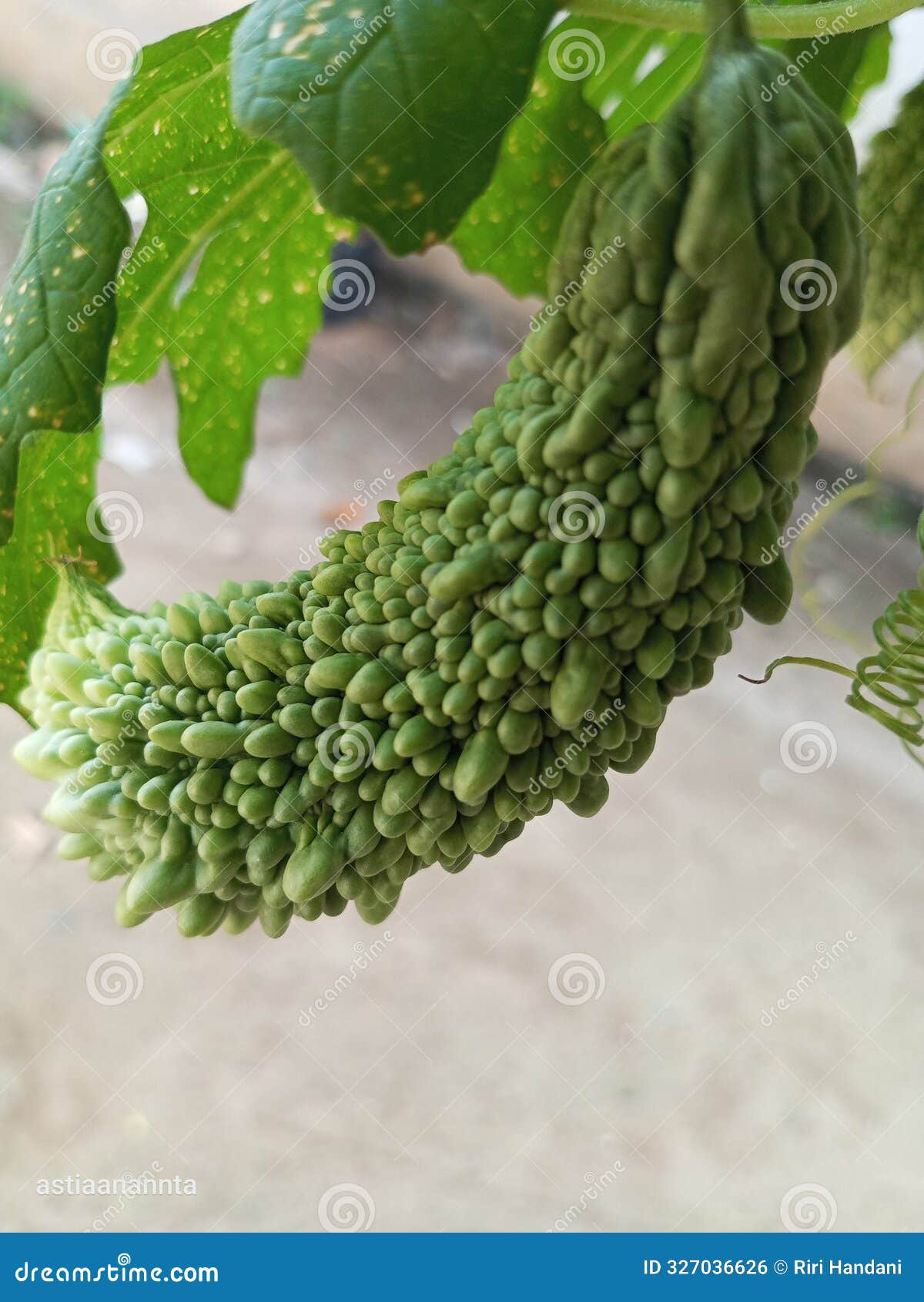 Bitter Melon Fruit Looks Green Notif As Sweet As is Looks Stock Photo ...