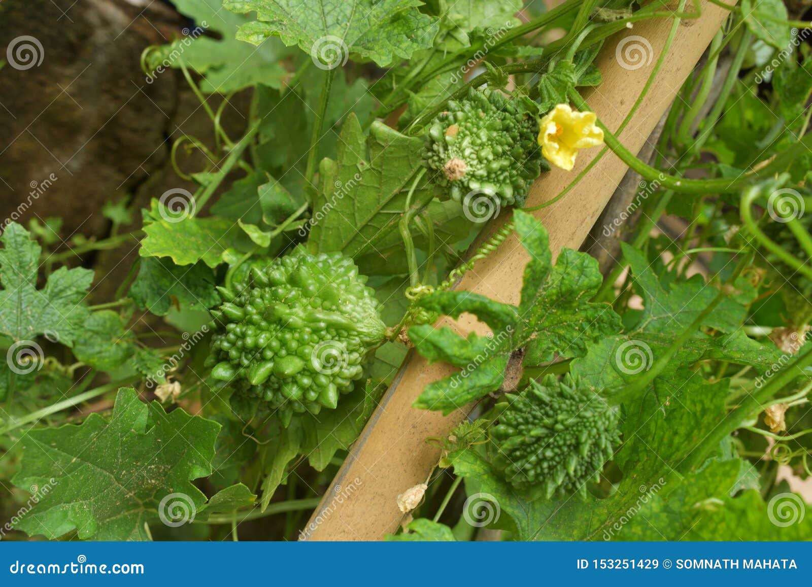 Bitter Melon or Bitter Gourd Covered with Many Leaf in a Field Stock ...