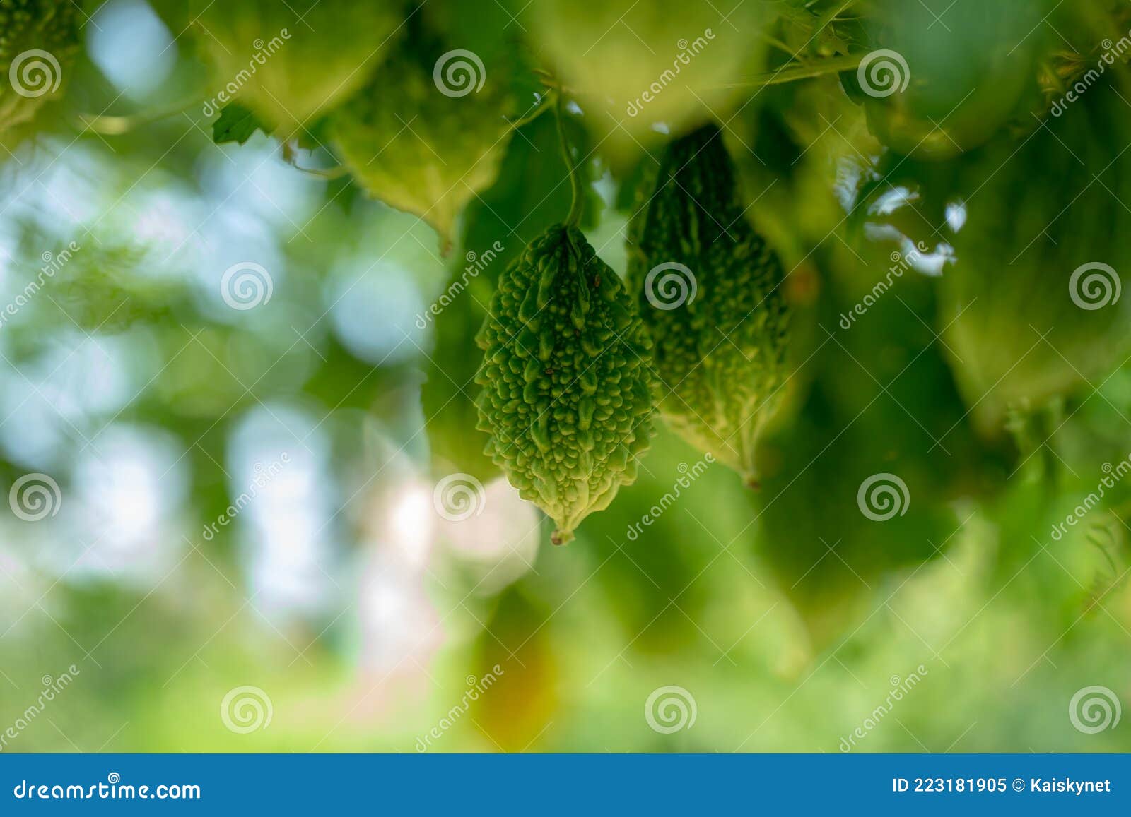 Bitter Melon, Bitter Gourd or Bitter Squash Hanging Plants in a Farm ...