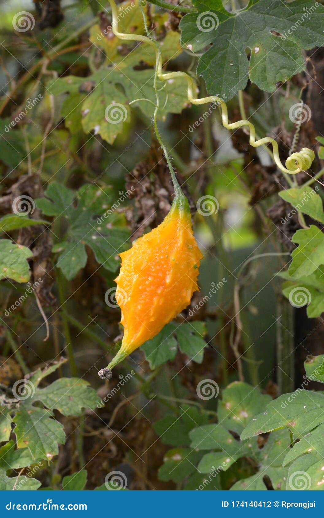 Bitter melon stock photo. Image of okinawa, nutritious - 174140412