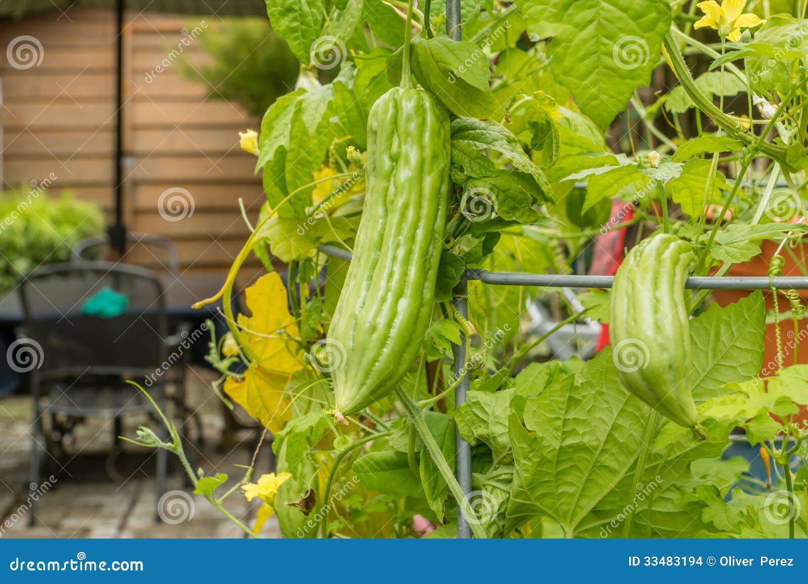 Bitter Melon Gourd Isolated On White Background Royalty-Free Stock ...