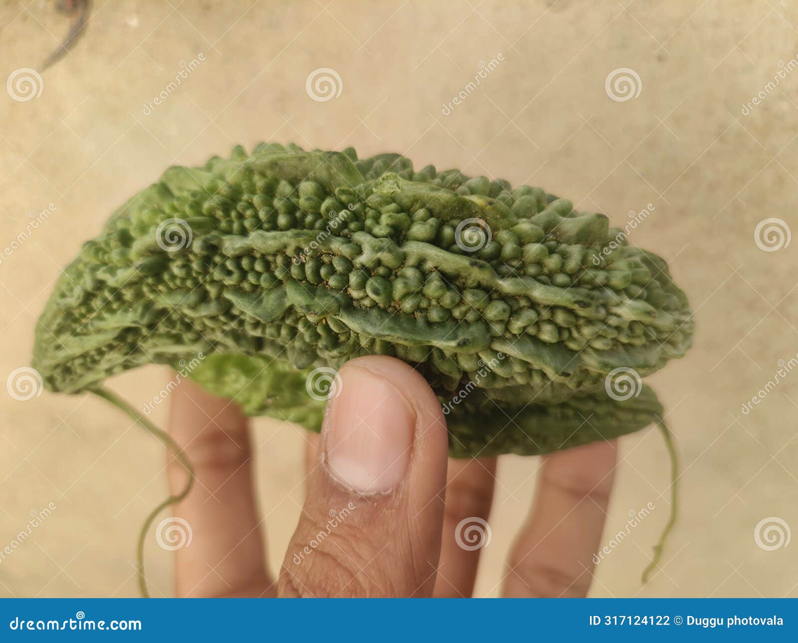 Bitter melon in hand stock photo. Image of hand, healthy - 317124122