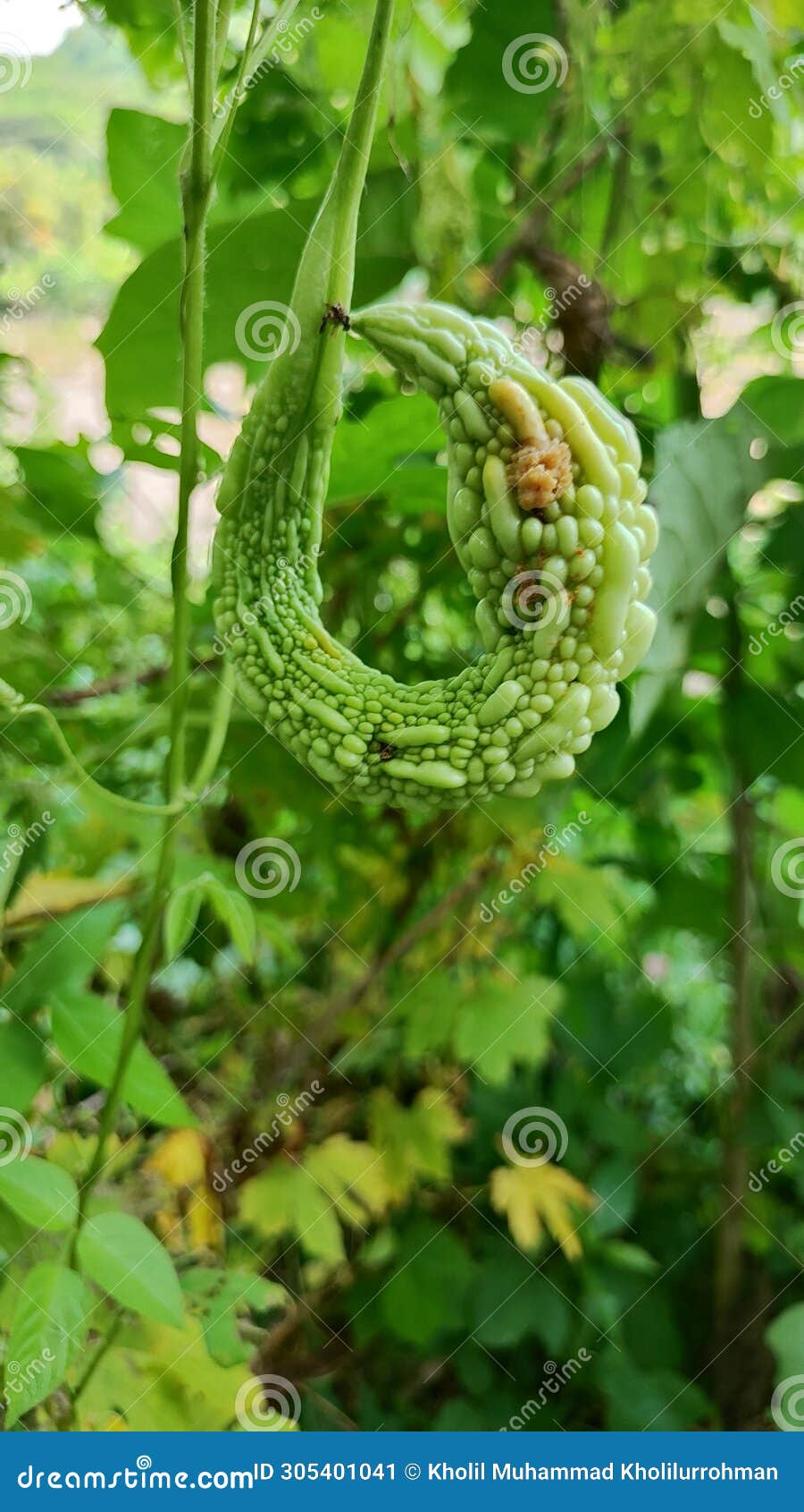 Bitter Melon Has a Unique Shape, Namely Curved into a Circle Stock ...