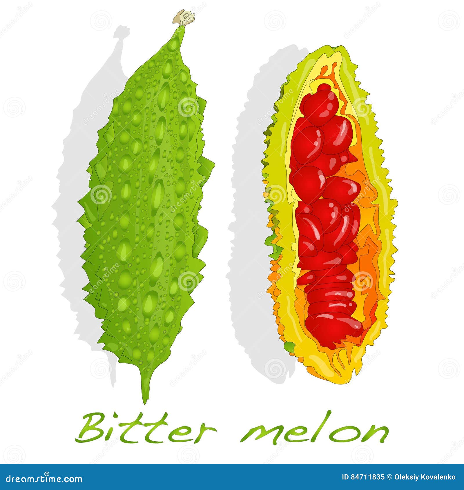 Bitter melon isolated stock vector. Illustration of cucumber - 84711835