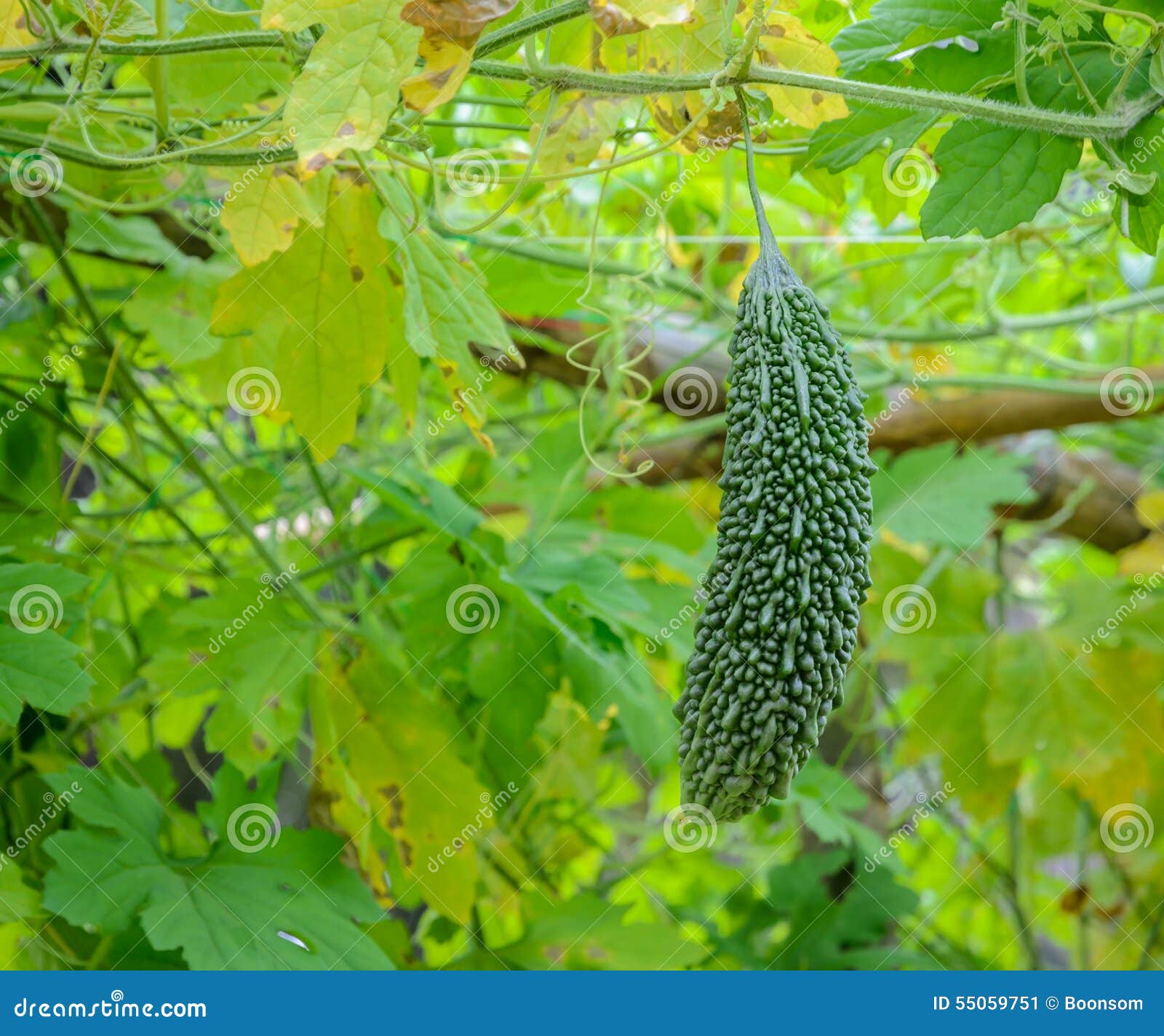 Bitter melon on its tree stock image. Image of nature - 55059751