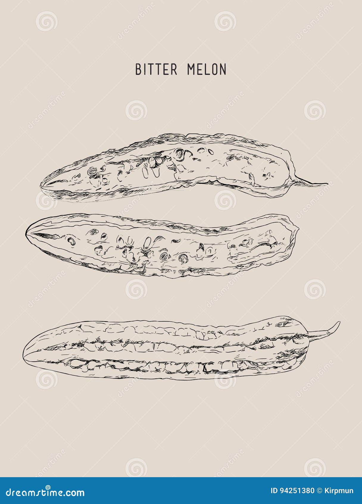 Bitter Melon Pod , Sketch Vector. Stock Vector - Illustration of ...