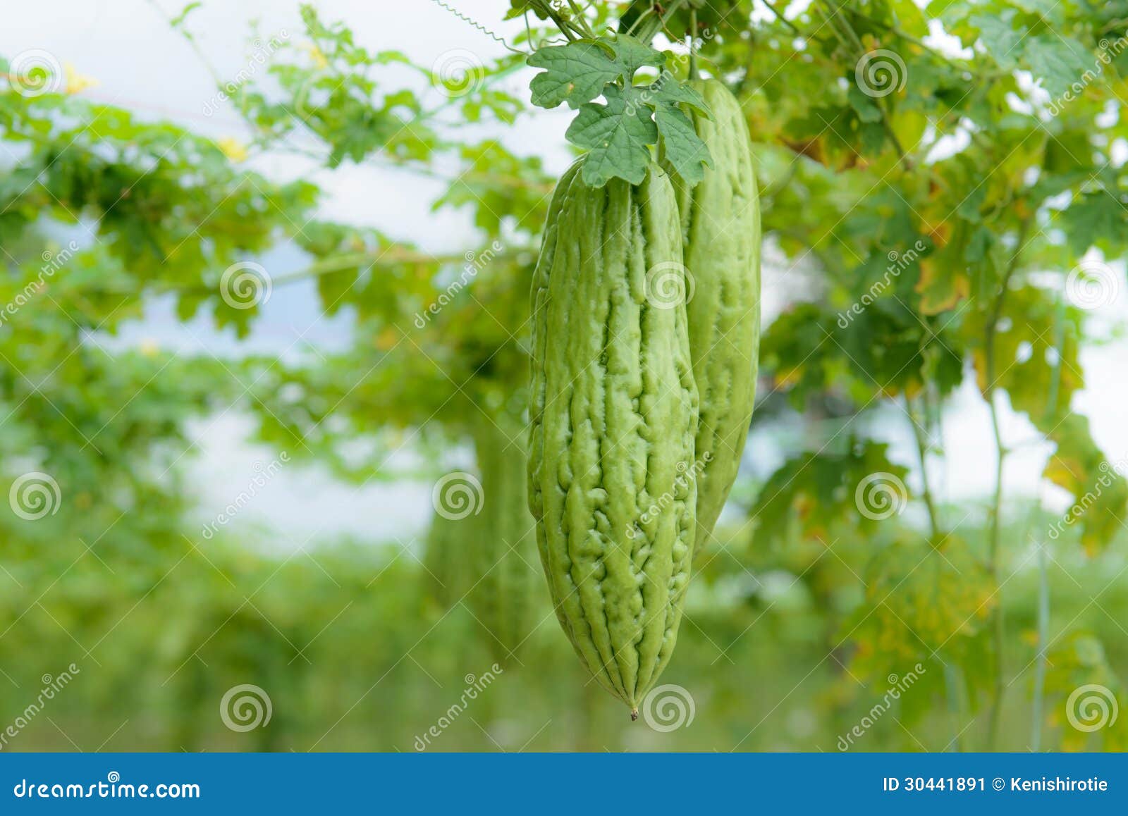 Bitter melon stock image. Image of squash, gourd, agriculture - 30441891