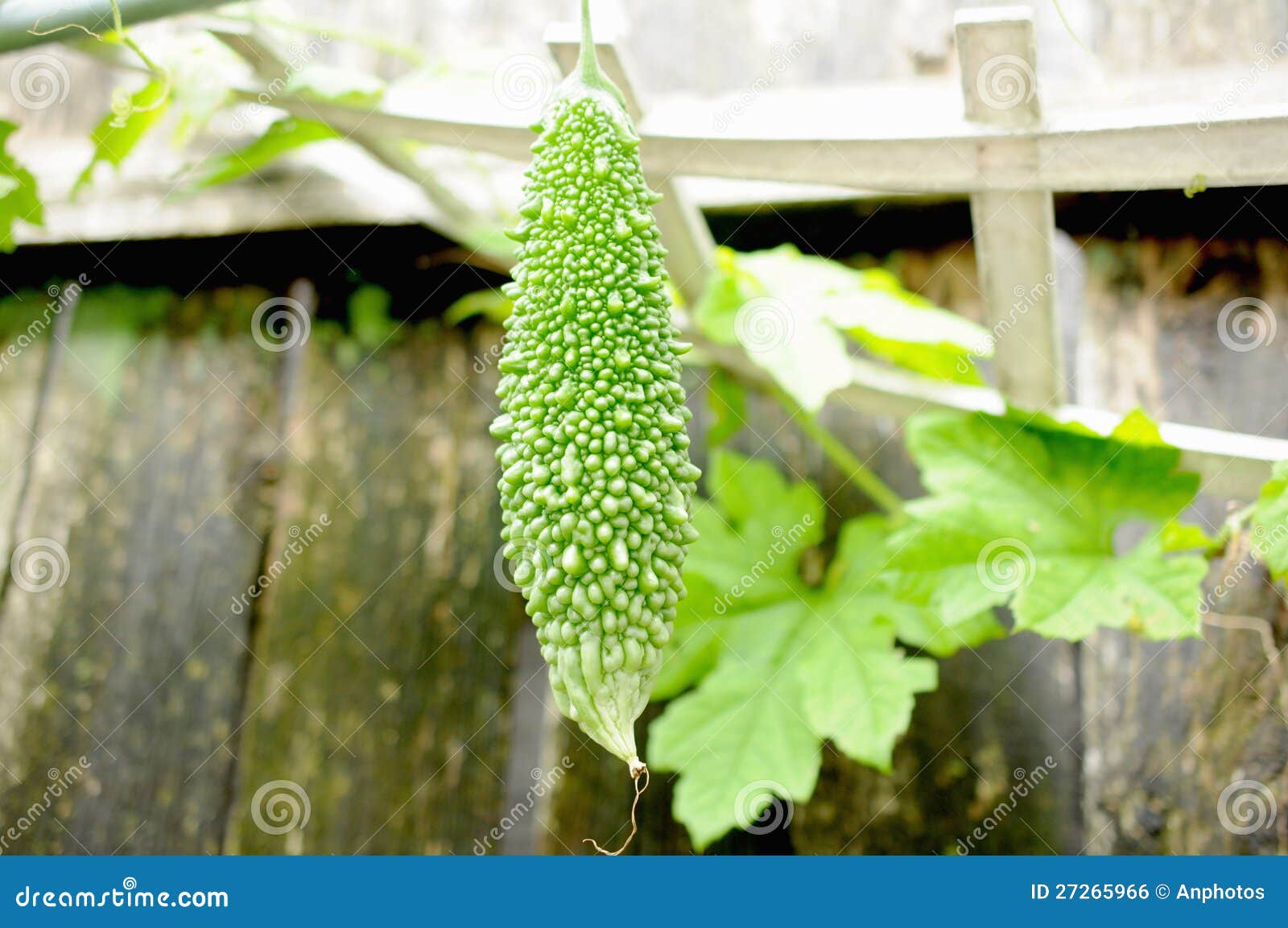 Bitter melon on tree stock photo. Image of leaf, natural - 27265966