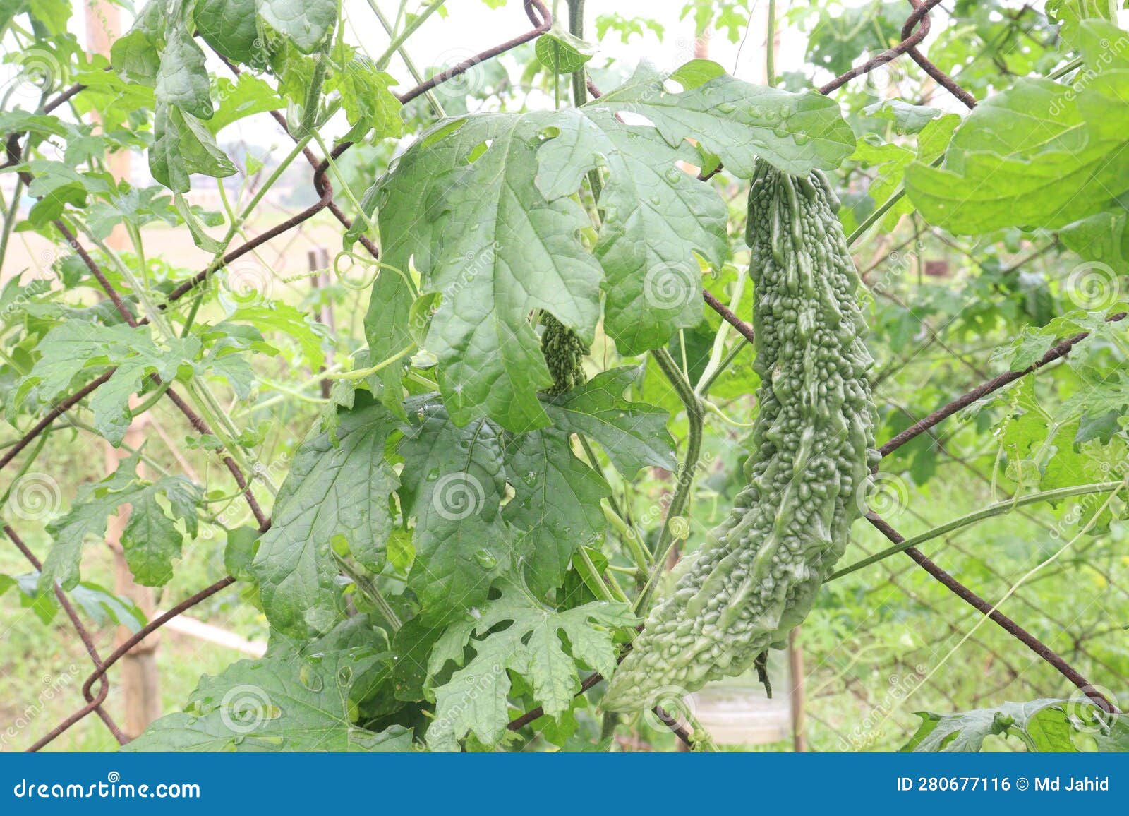 Bitter Melon on Tree in the Firm Stock Photo - Image of karela ...