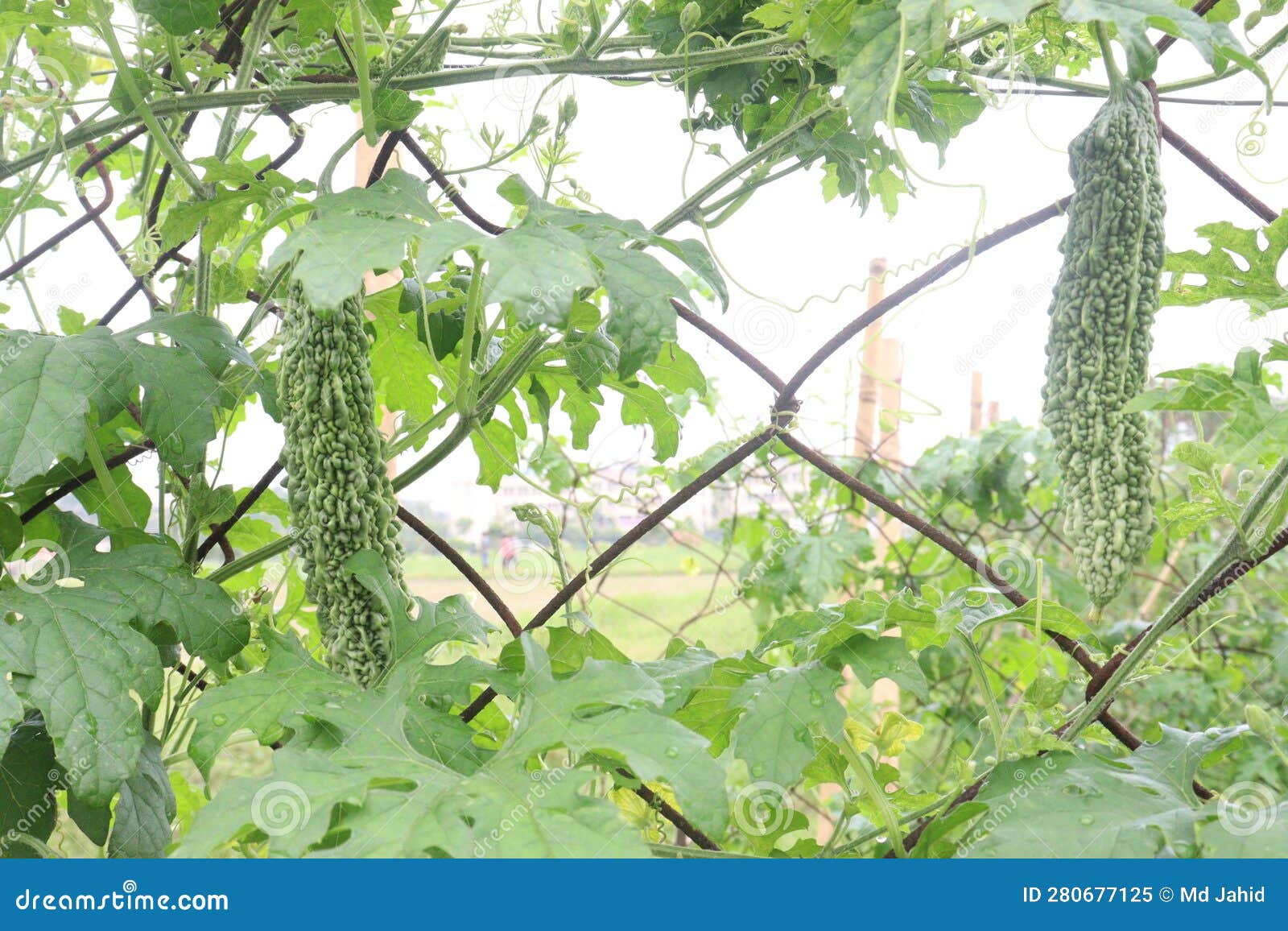 Bitter Melon on Tree in the Firm Stock Image - Image of closeup ...