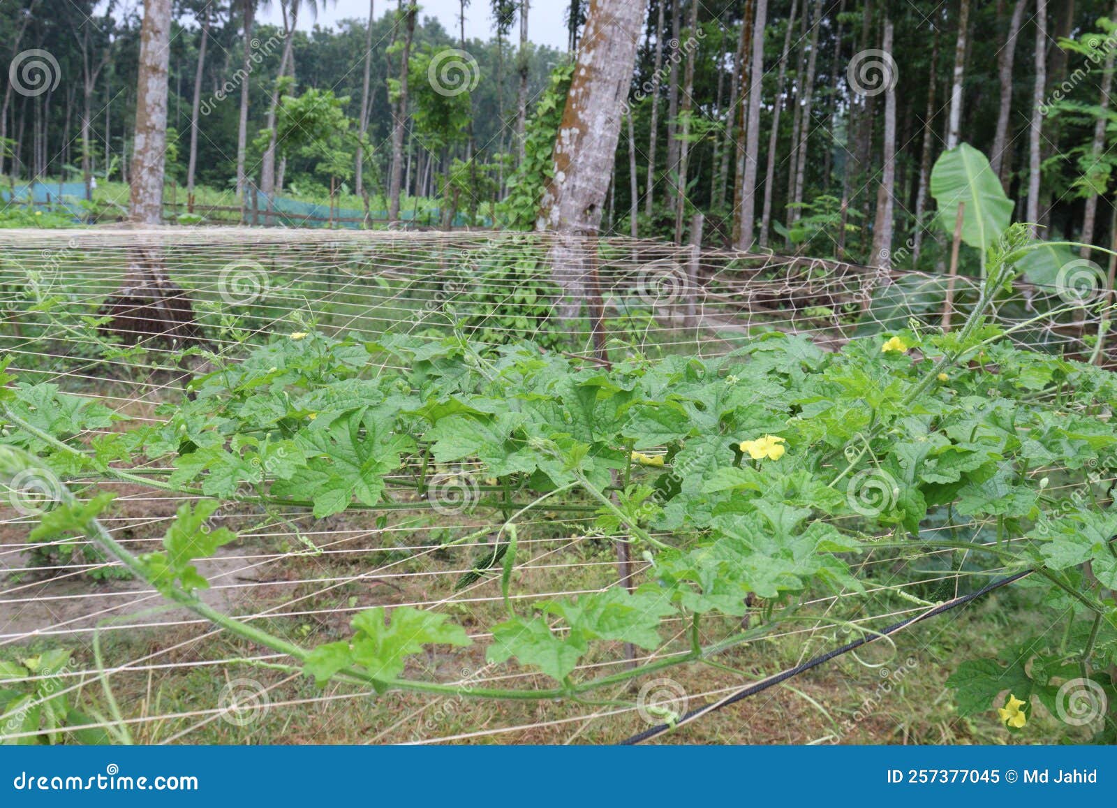 Bitter Melon Tree View on Field Stock Image - Image of karela ...
