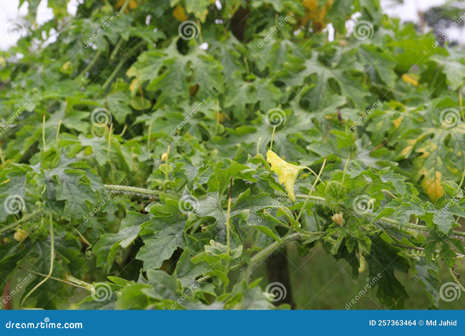 Bitter Melon Tree View on Field Stock Photo - Image of leaf ...