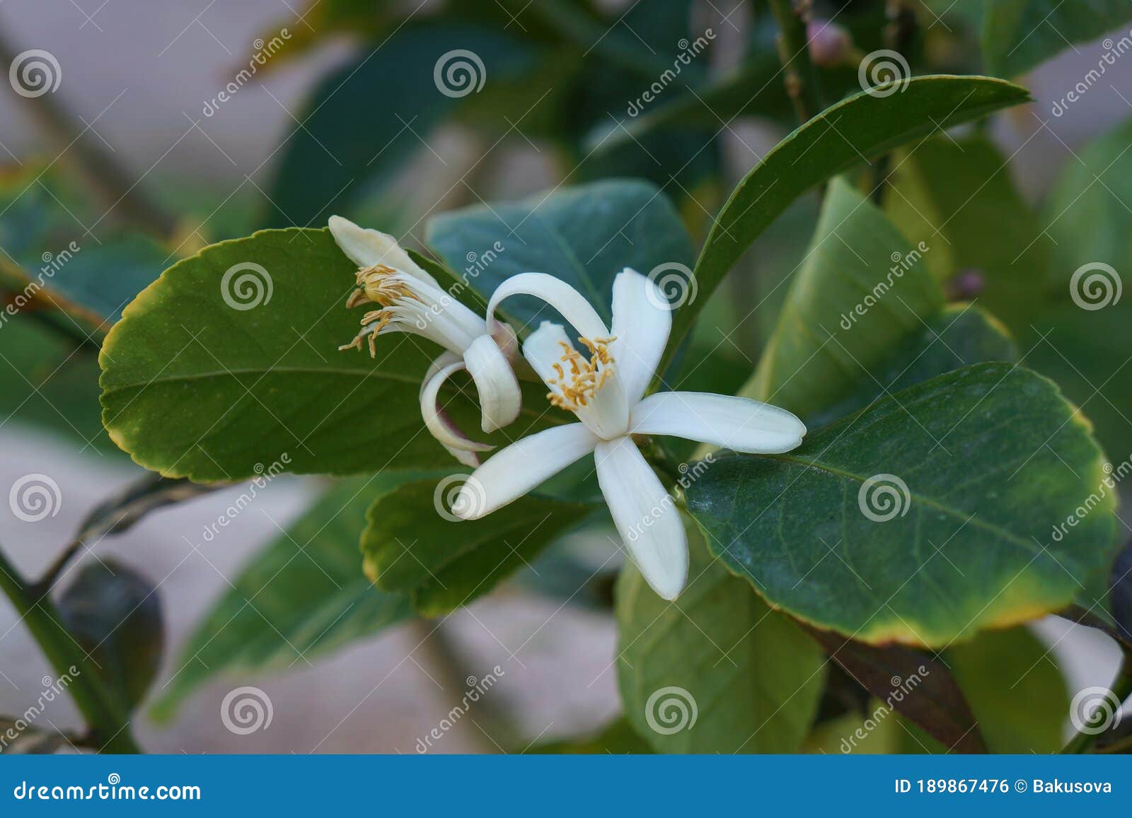 Bitter Orange Blossom, Focus on the Flower Stock Photo - Image of lemon ...