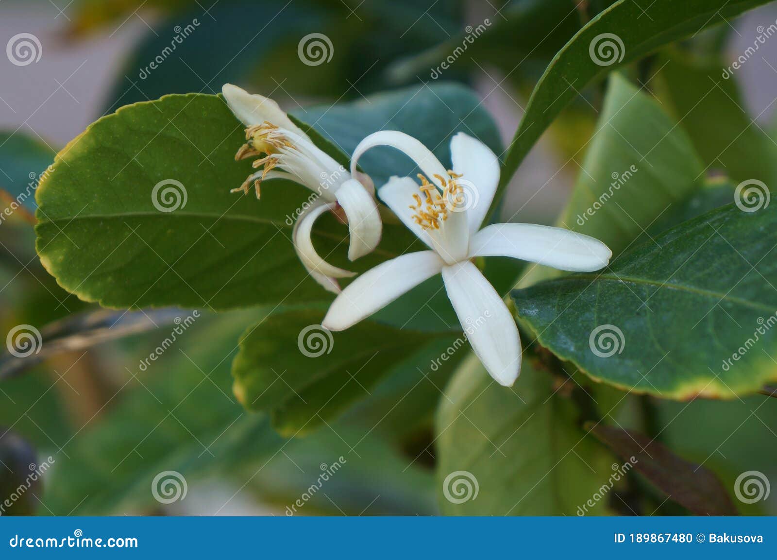 Bitter Orange Blossom, Focus on the Flower Stock Photo - Image of ...