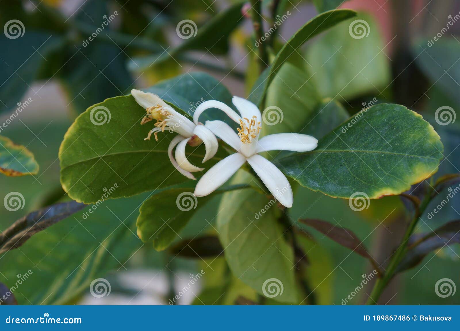 Bitter Orange Blossom, Focus on the Flower Stock Photo - Image of ...