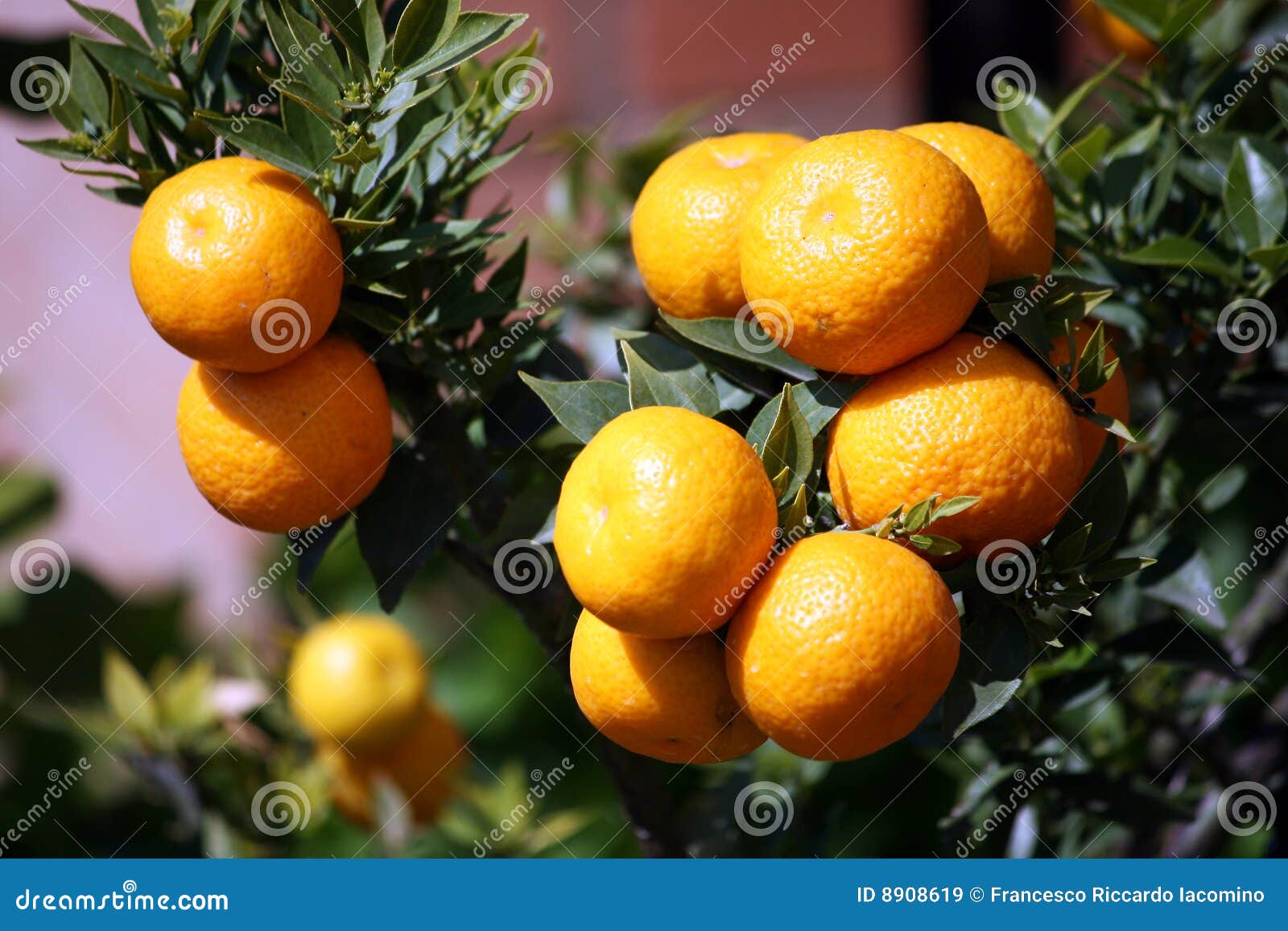 Bitter Orange, Chinotto Grove Stock Image - Image of lemon, bitter: 8908619
