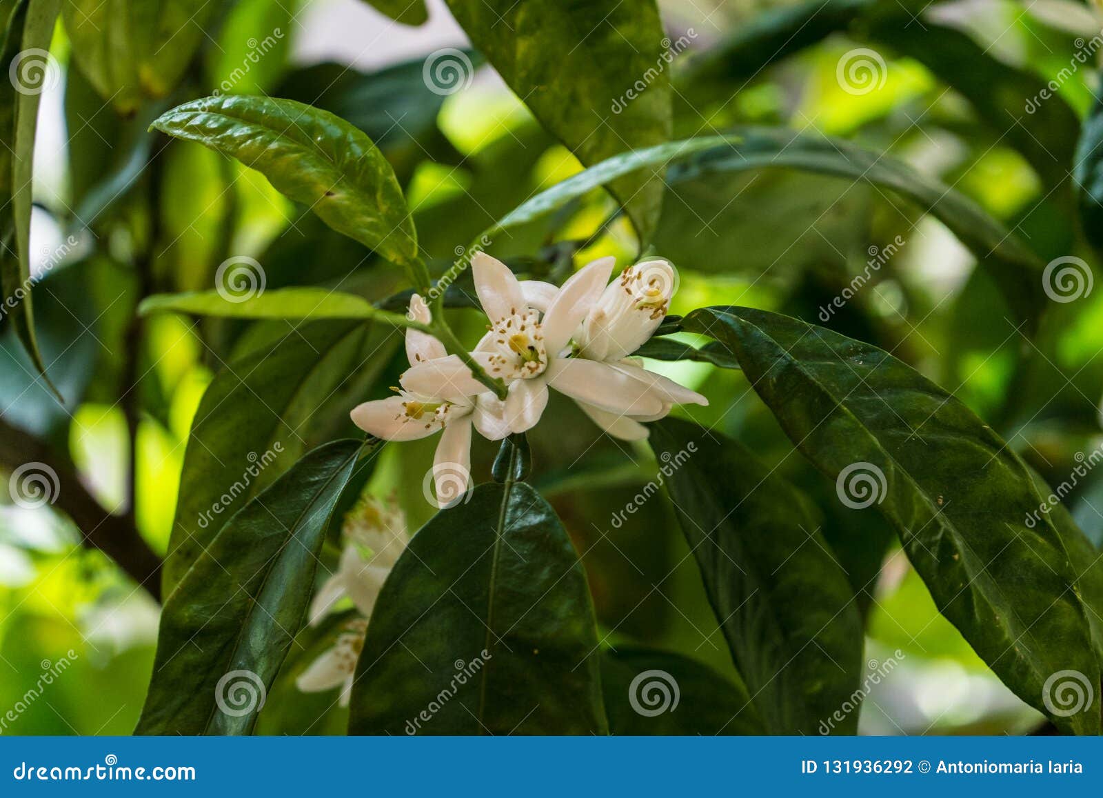 Bitter Orange Tree Flowers and Fruits Stock Photo - Image of macro ...